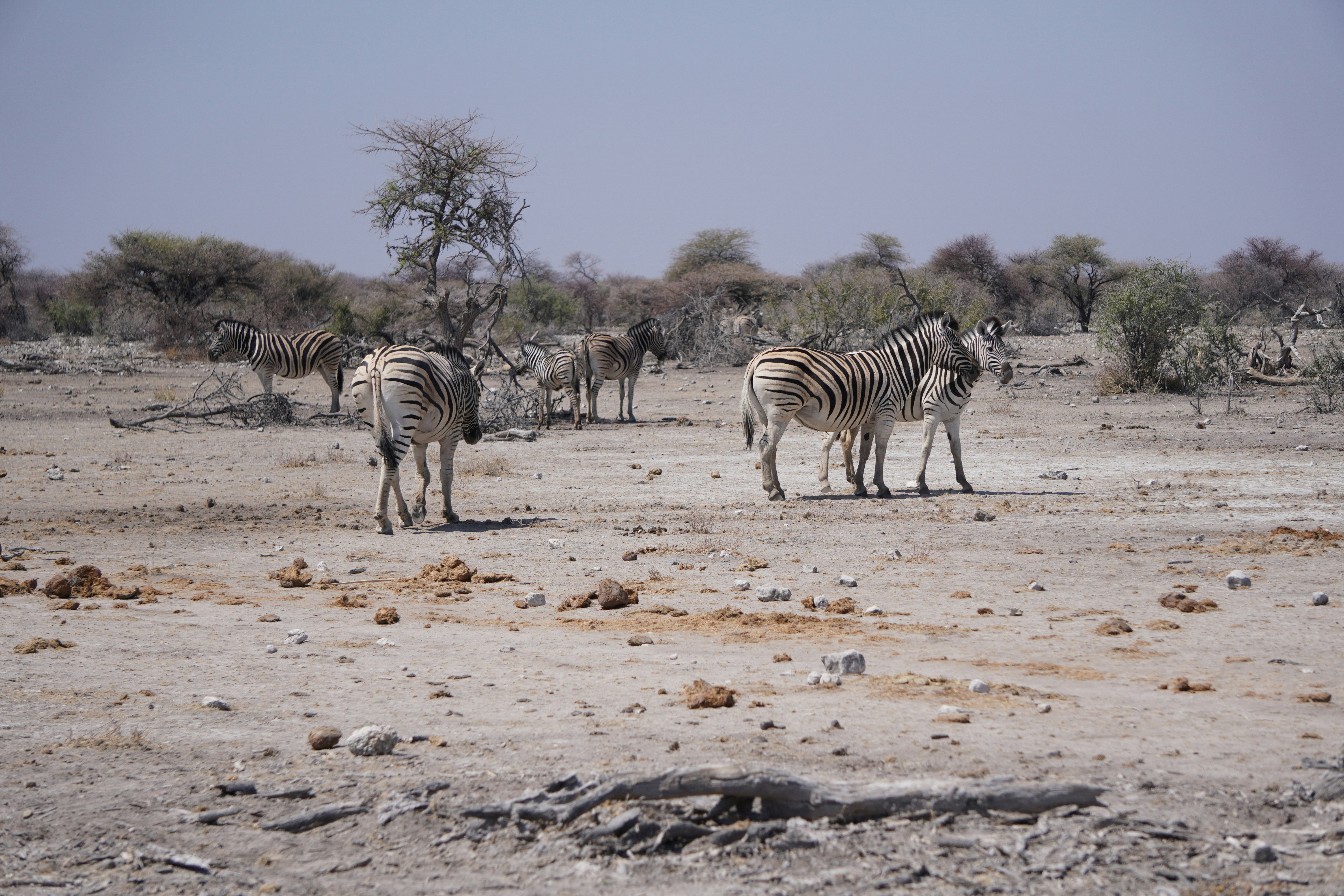 Zebras Amid Sparse Baobod Trees under Austere Sky