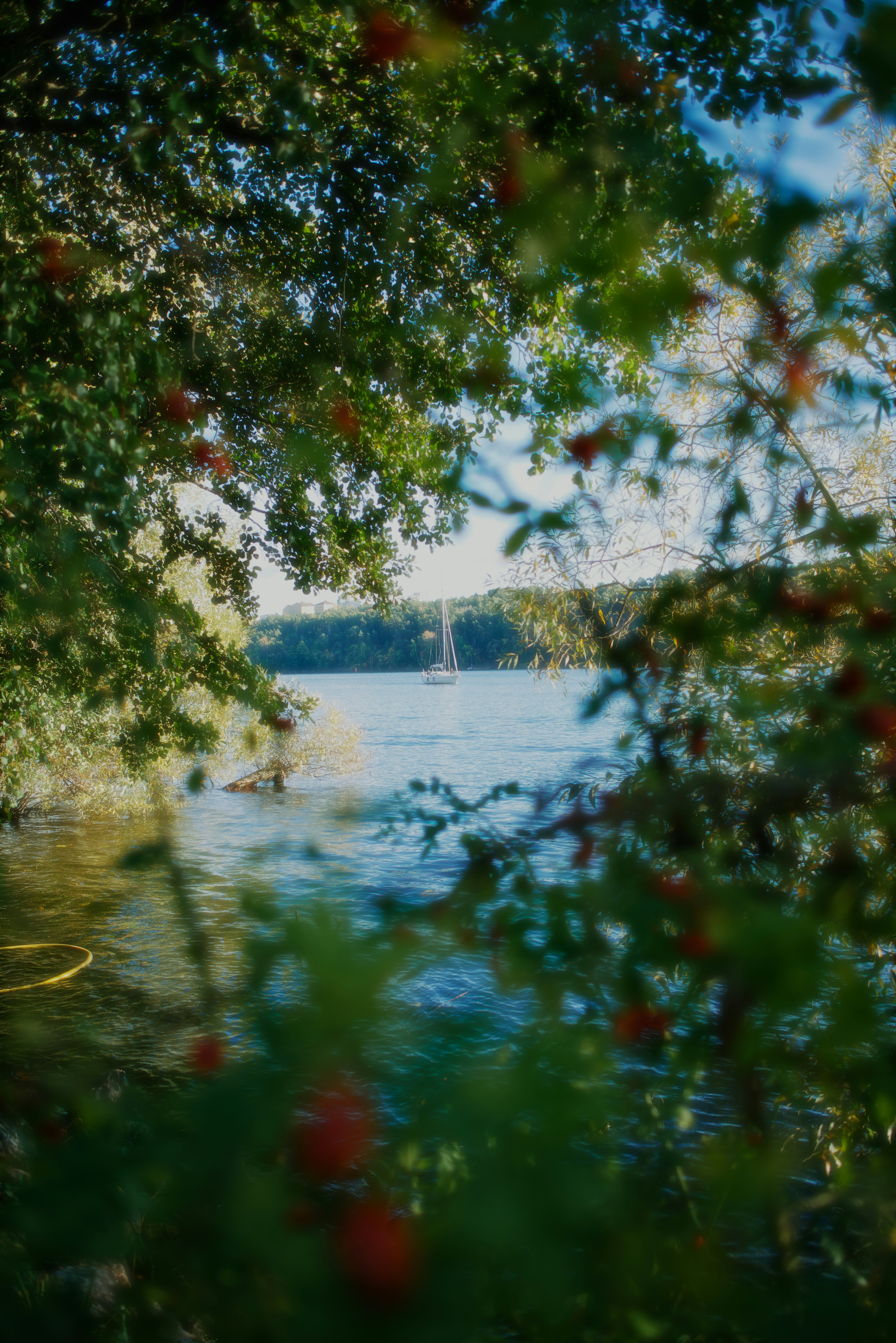 Framed by Quiet Green: A Sailboat gliding through a sunlit lakeside opening