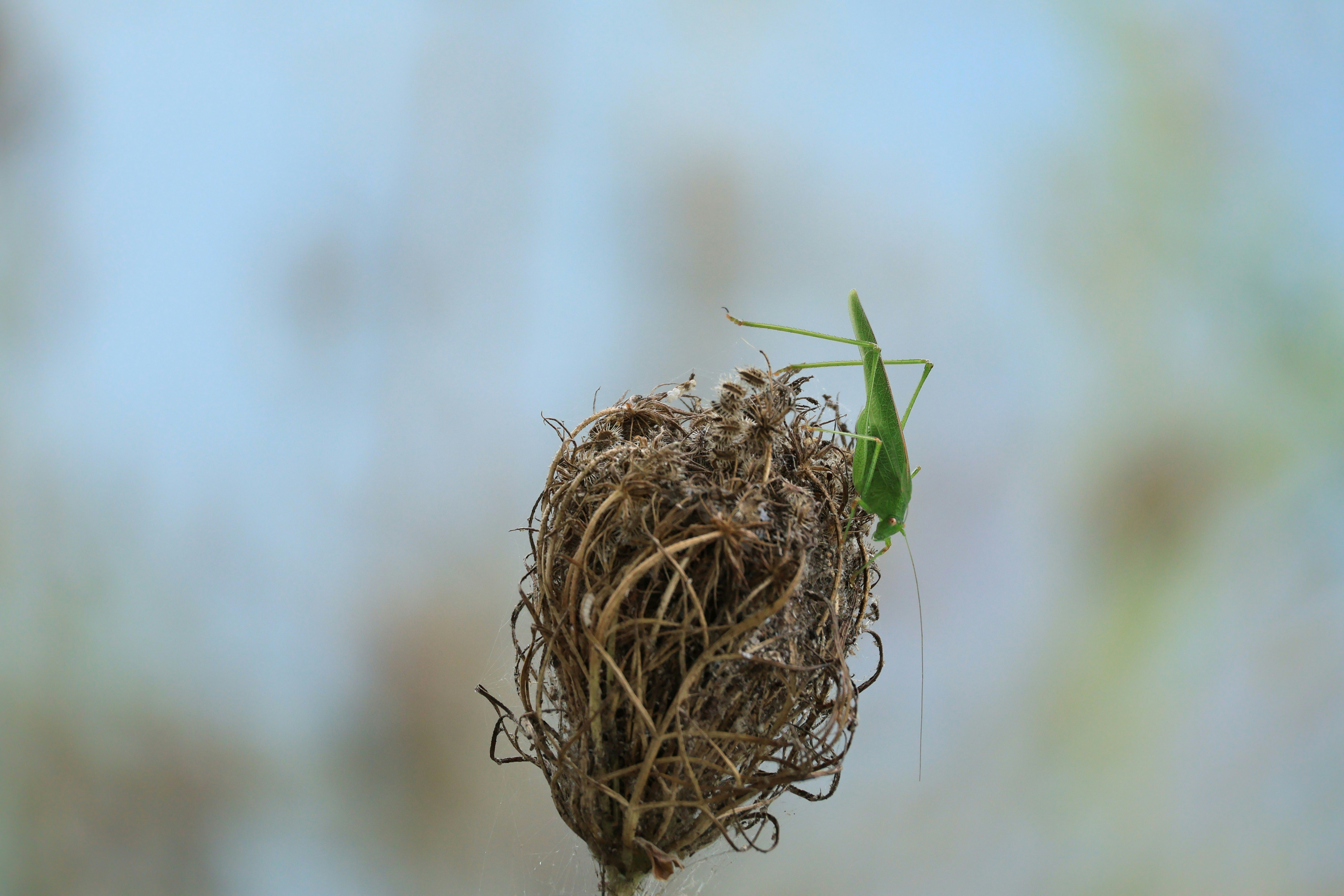 Hanging Nest with a Green Companion