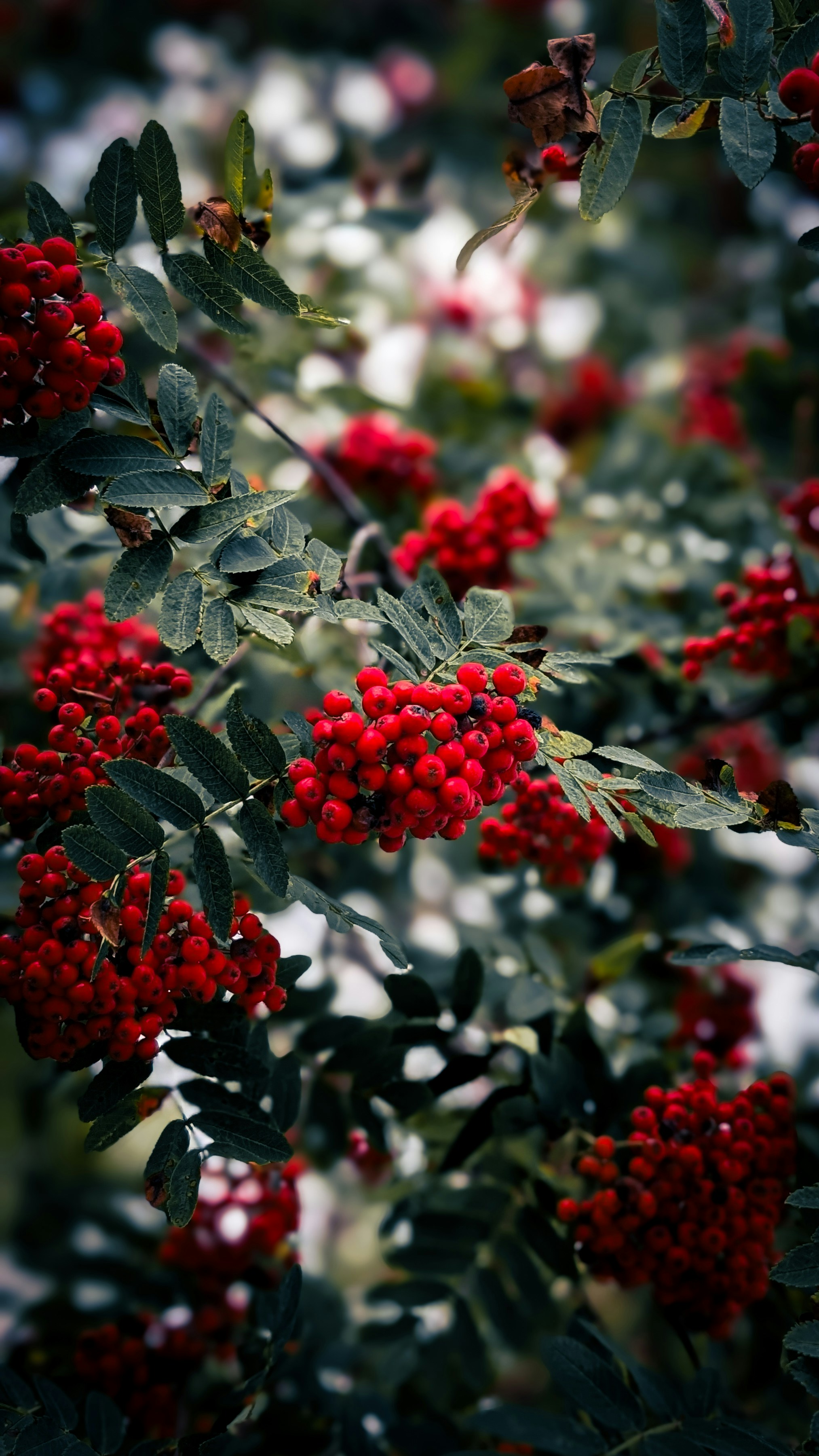 Crimson Berries in Focus: A Quiet Burst of Color