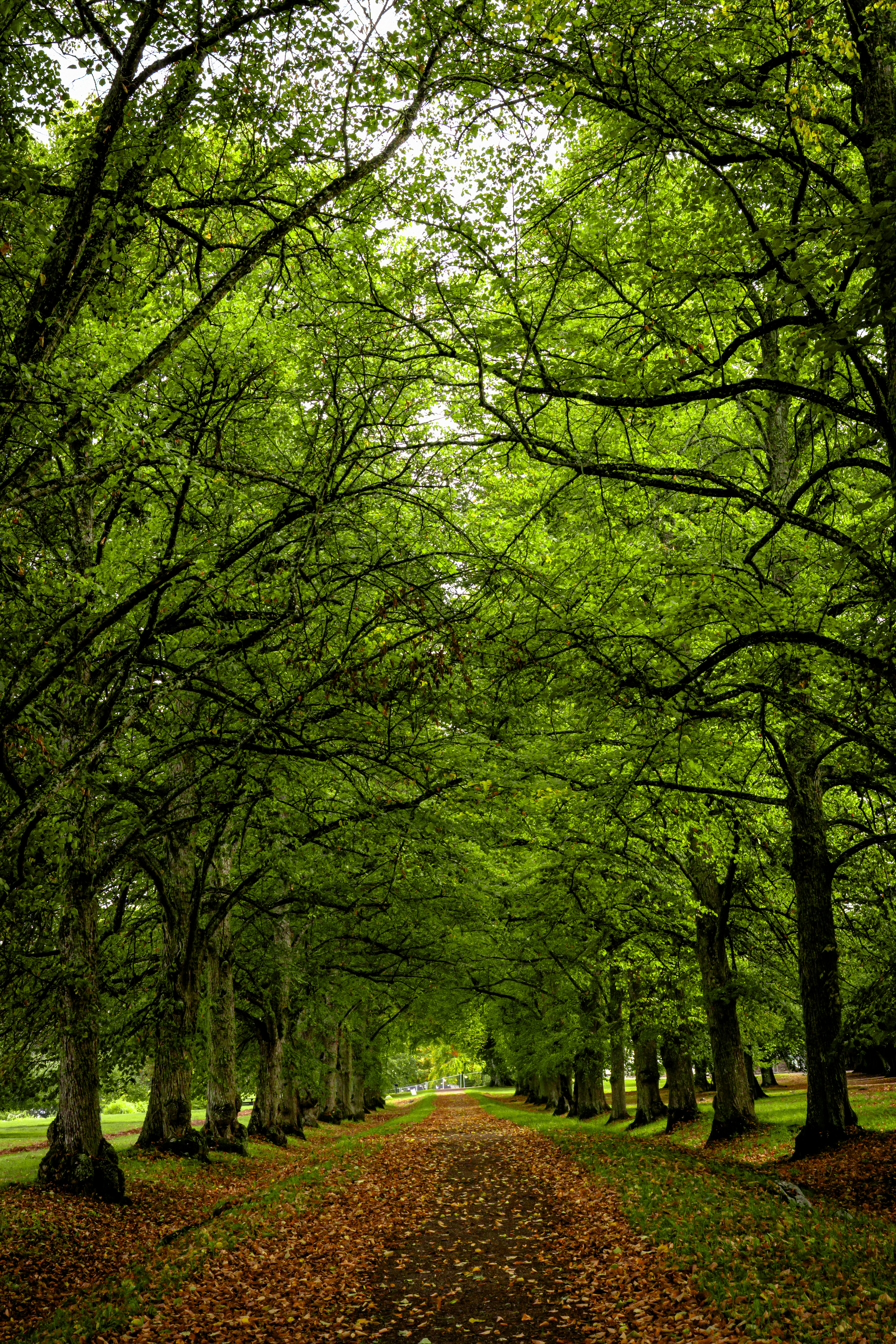 Canopy Corridor: A Leafy Avenue Opens to Light