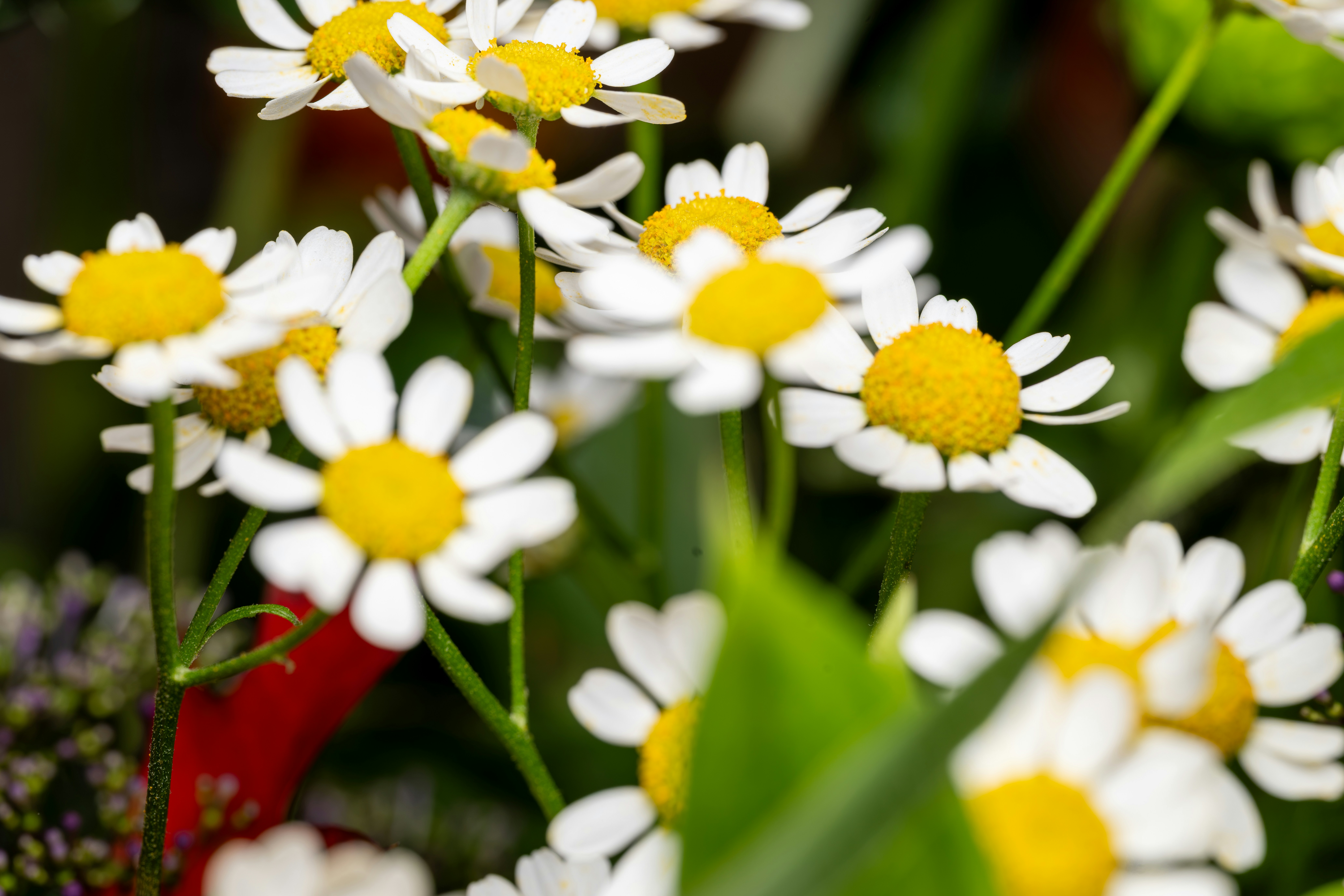 Sunlit Daisies: Close-Up of a Blooming Patch in Hot Glare