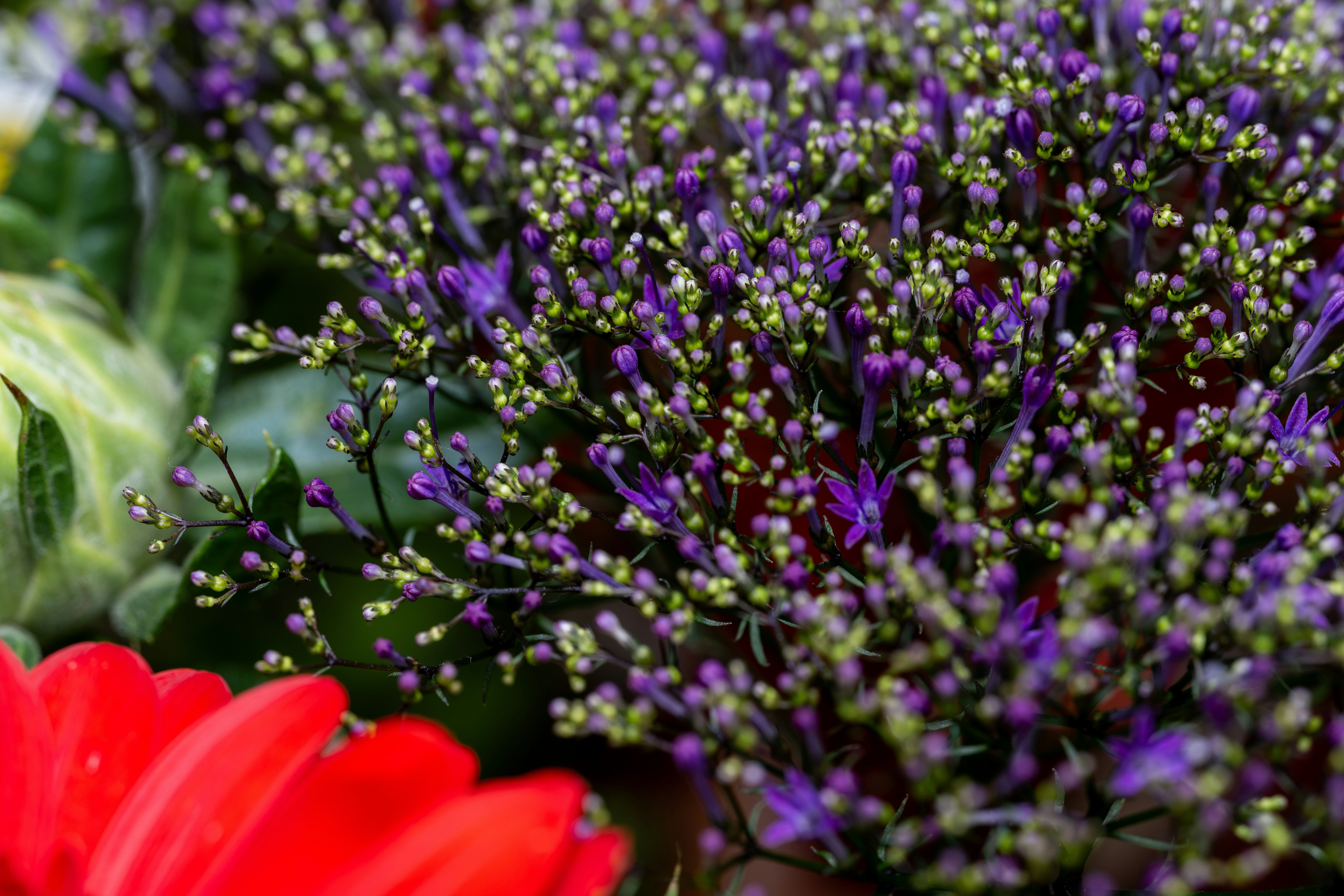 Purple Crown of Tiny Blooms Over Crimson Petal Edge