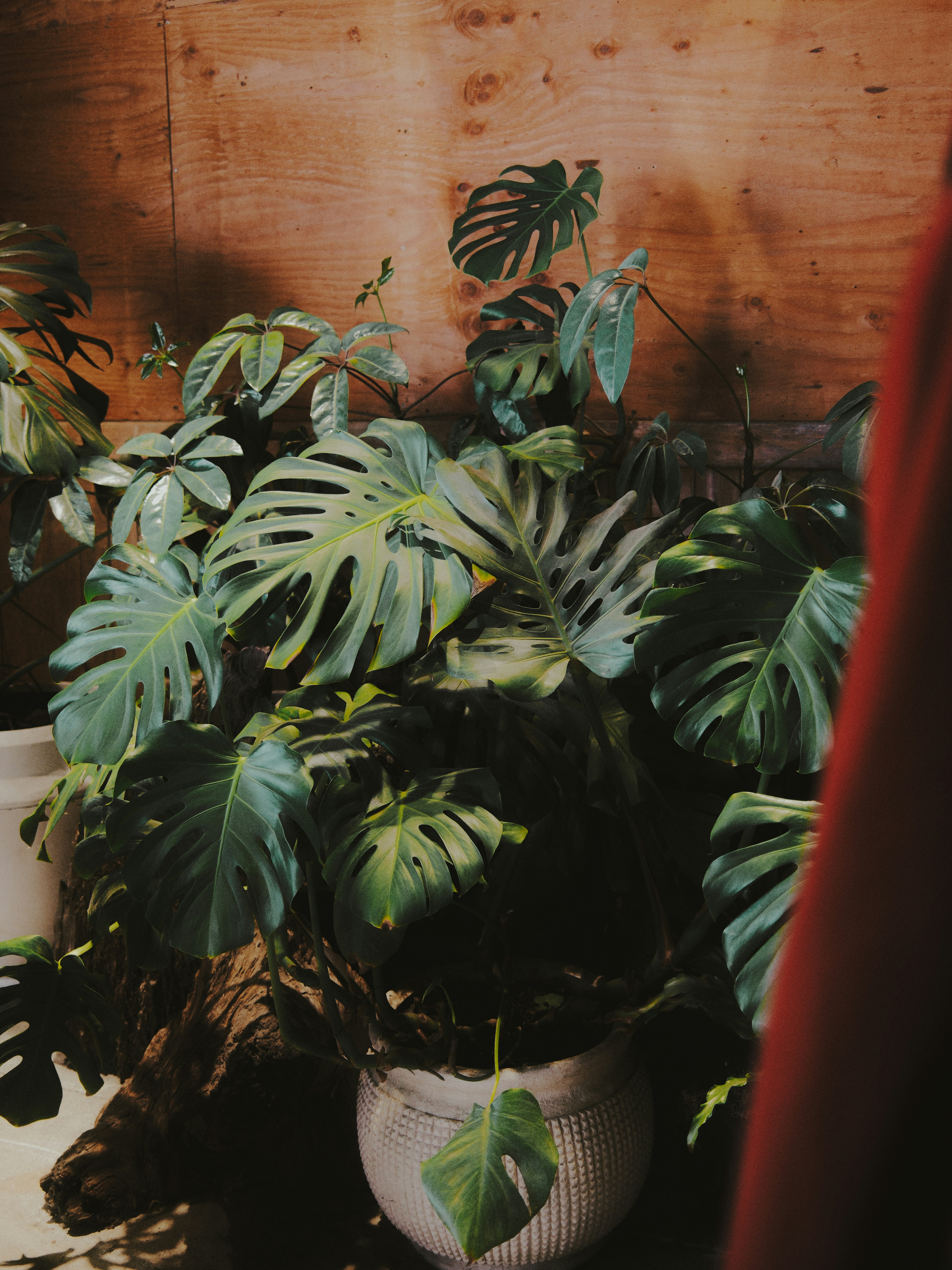 Verdant Corner: Monstera Foliage Nestled by a Wooden Backdrop