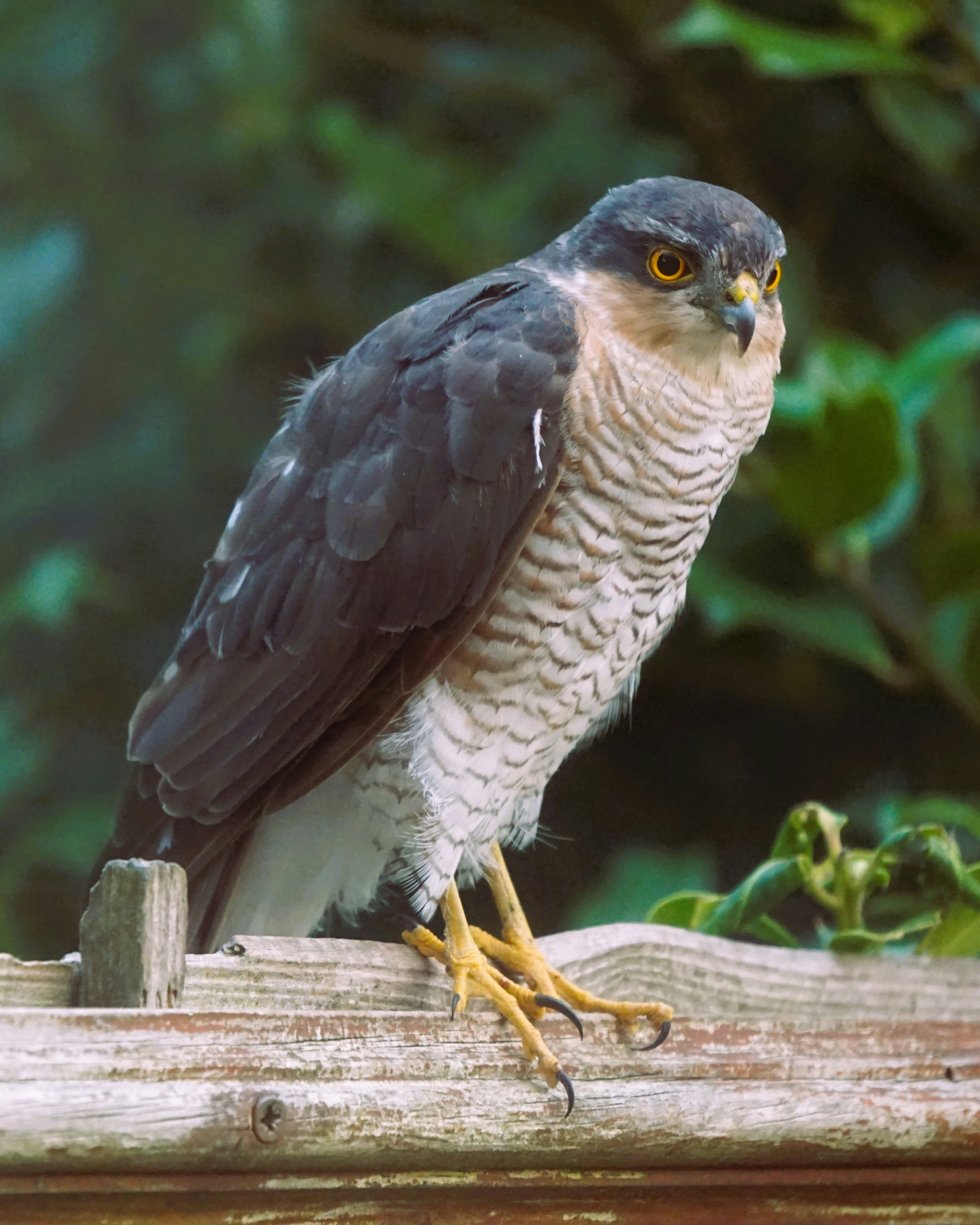 Raptor on a Weathered Perch: Sharp Gaze and Feathers