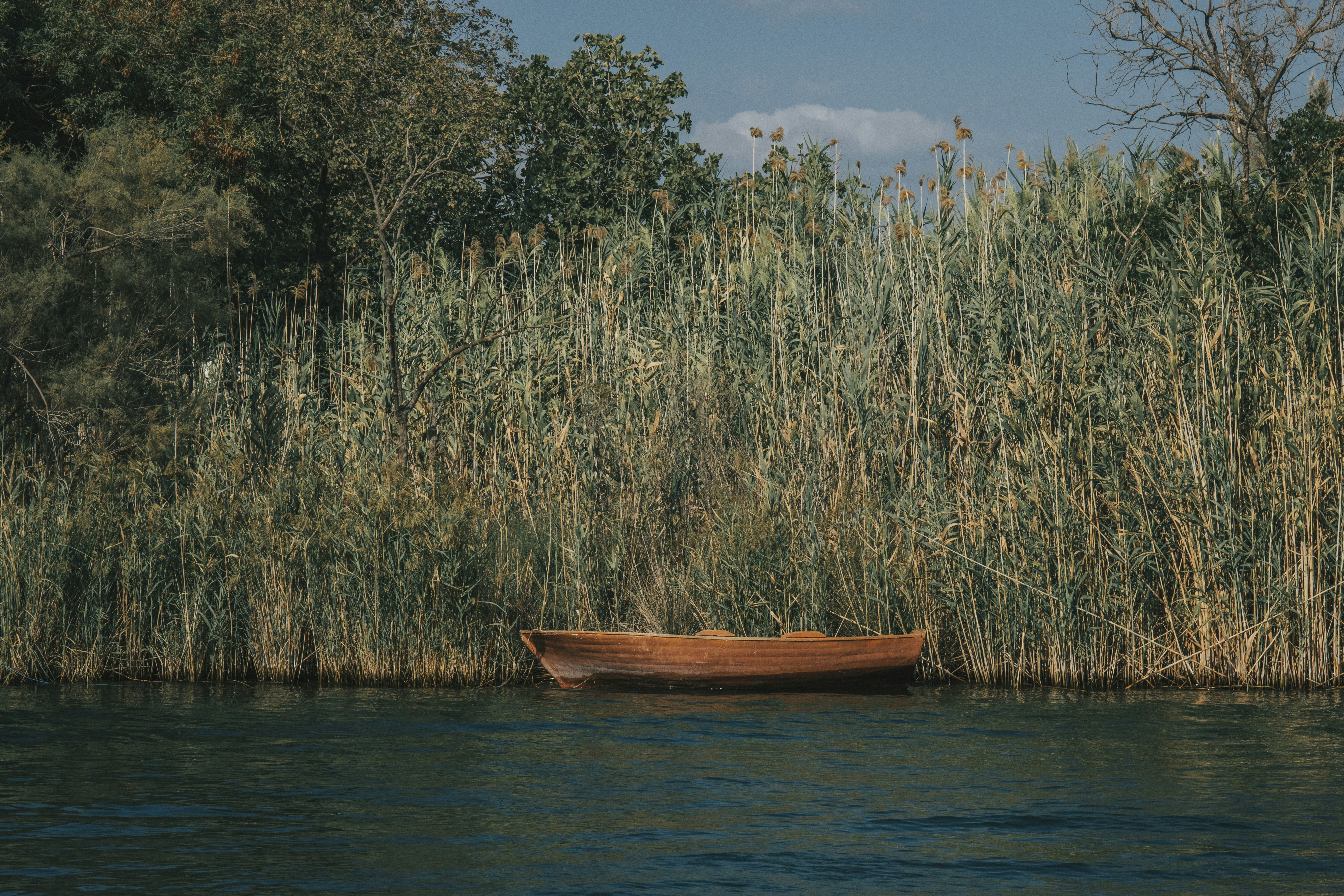 A solitary wooden rowboat resting along a reed-lined shore