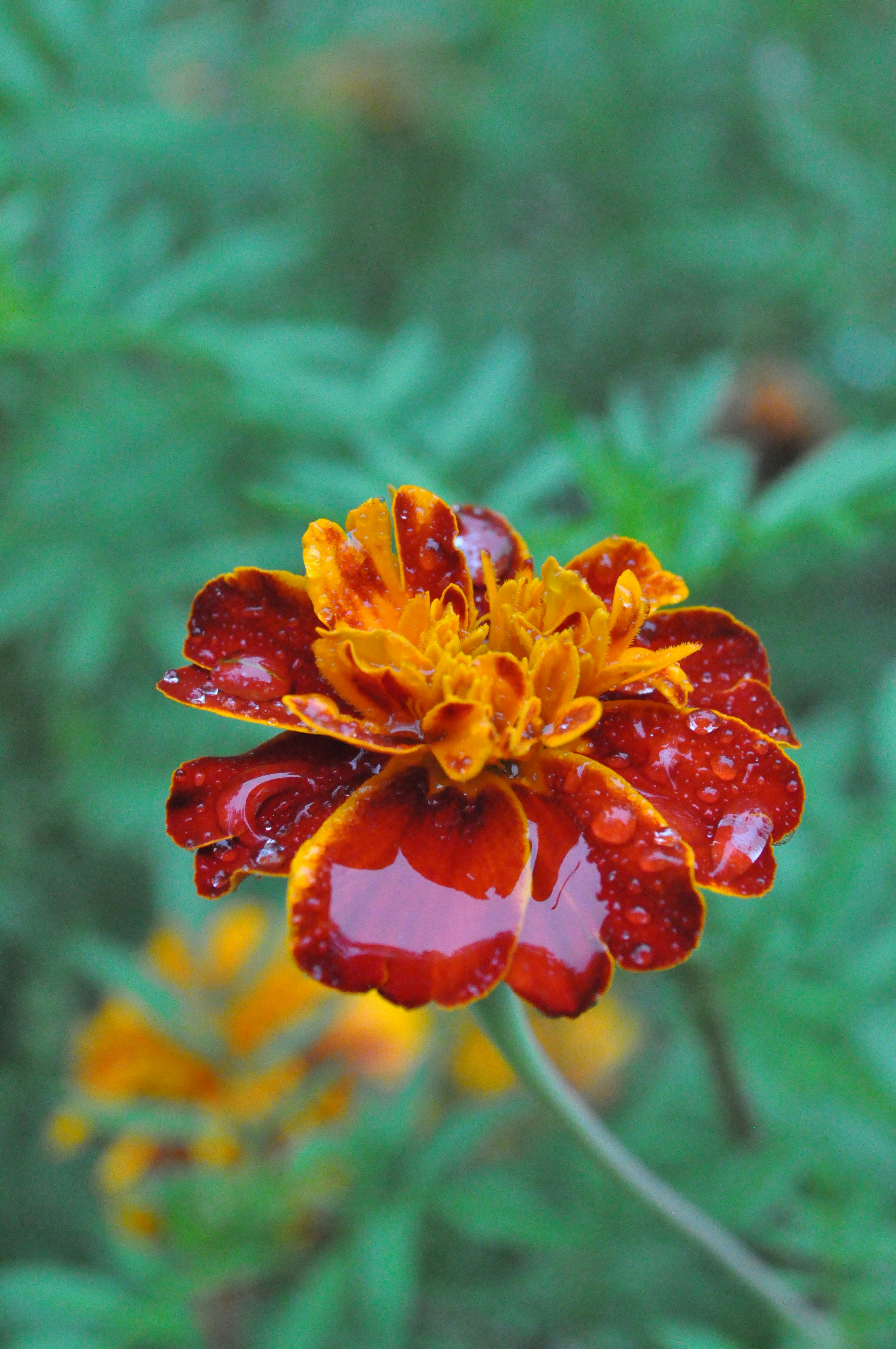 Crimson Petals: A Dew-Kissed Marigold in Focus