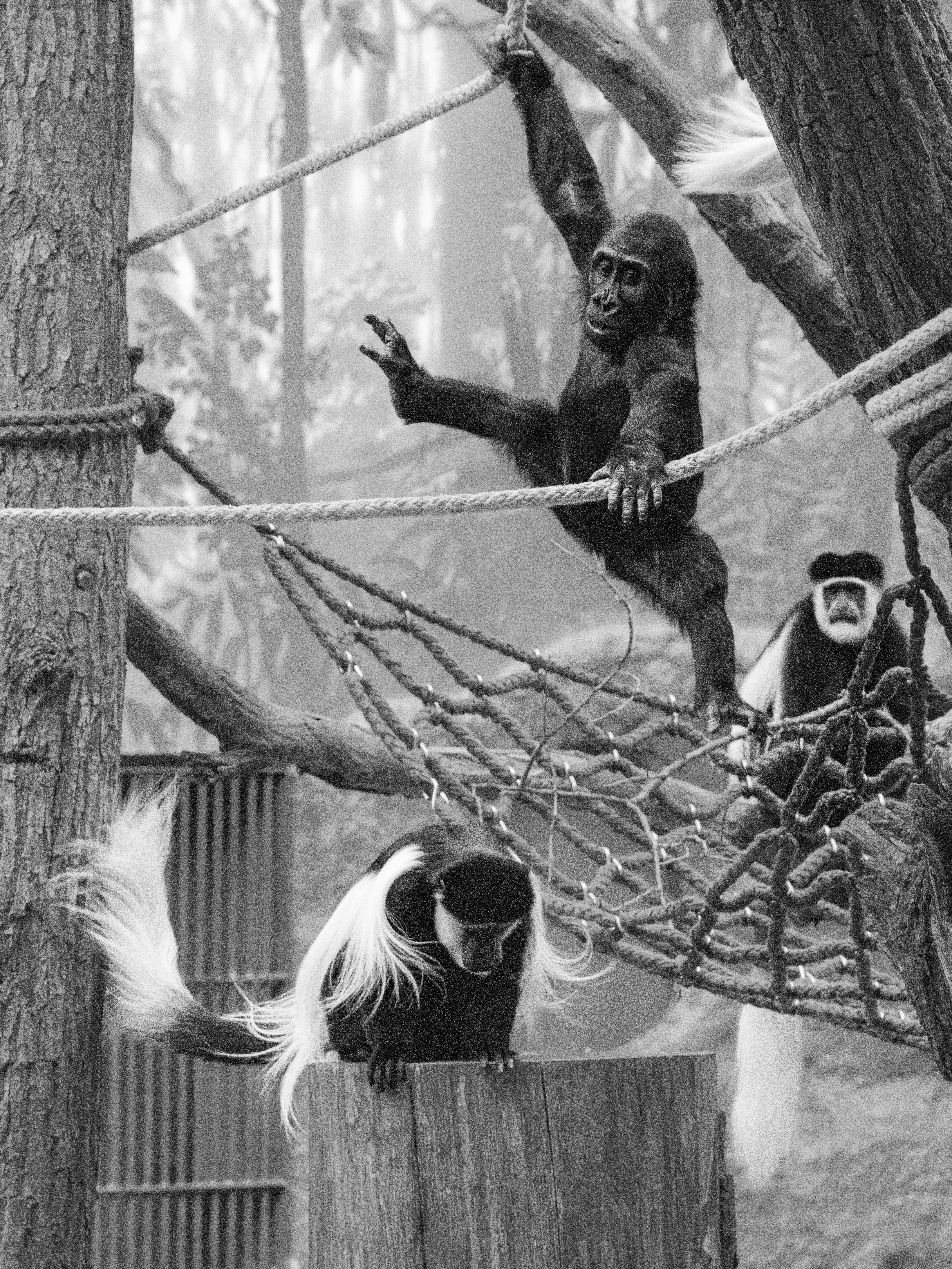 Primates at Play: a Curious Baby and Friends Clamber Through Rope Canopy