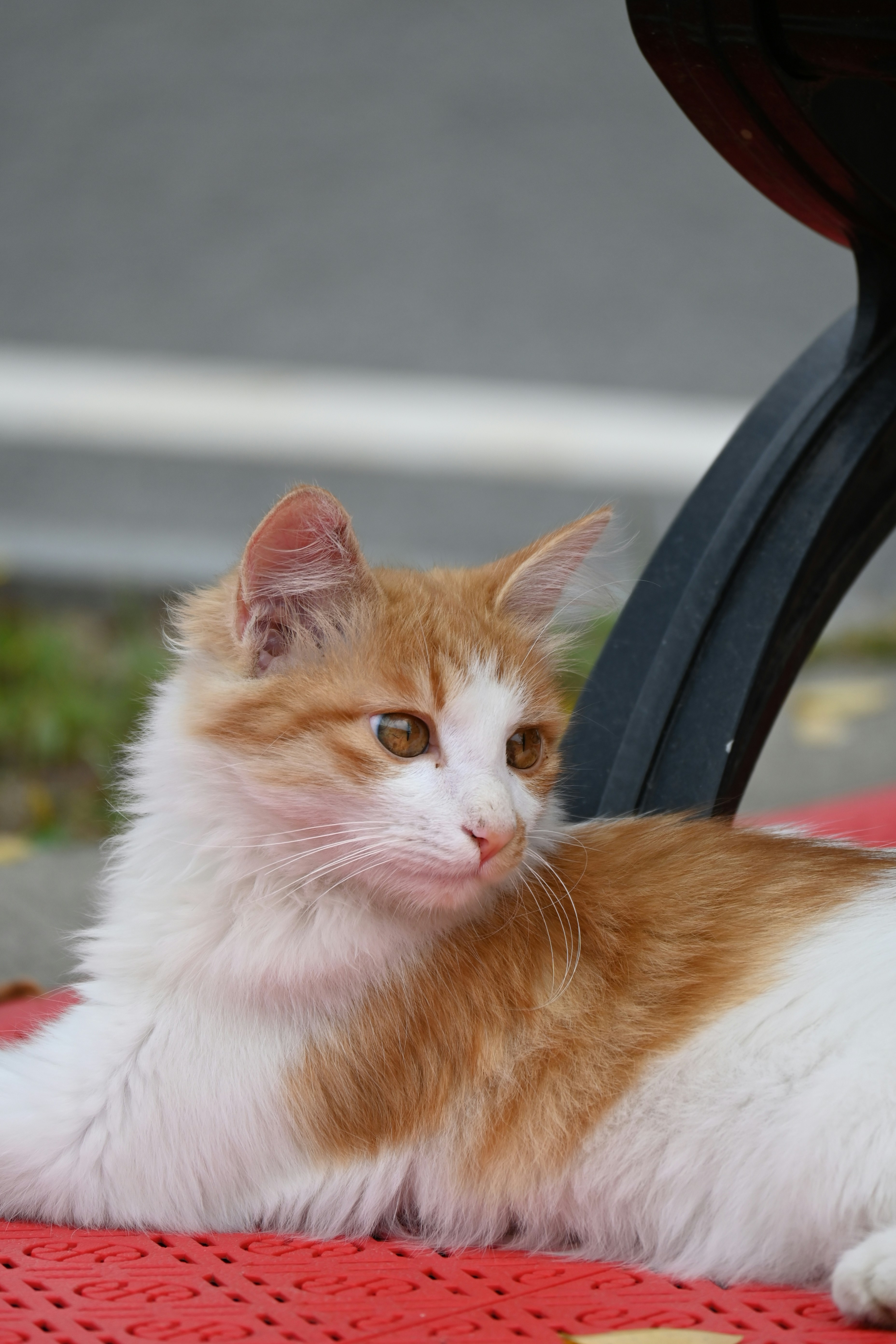 Orange-and-White Cat Lounges on Red Car Surface, Gazing Toward Left Space