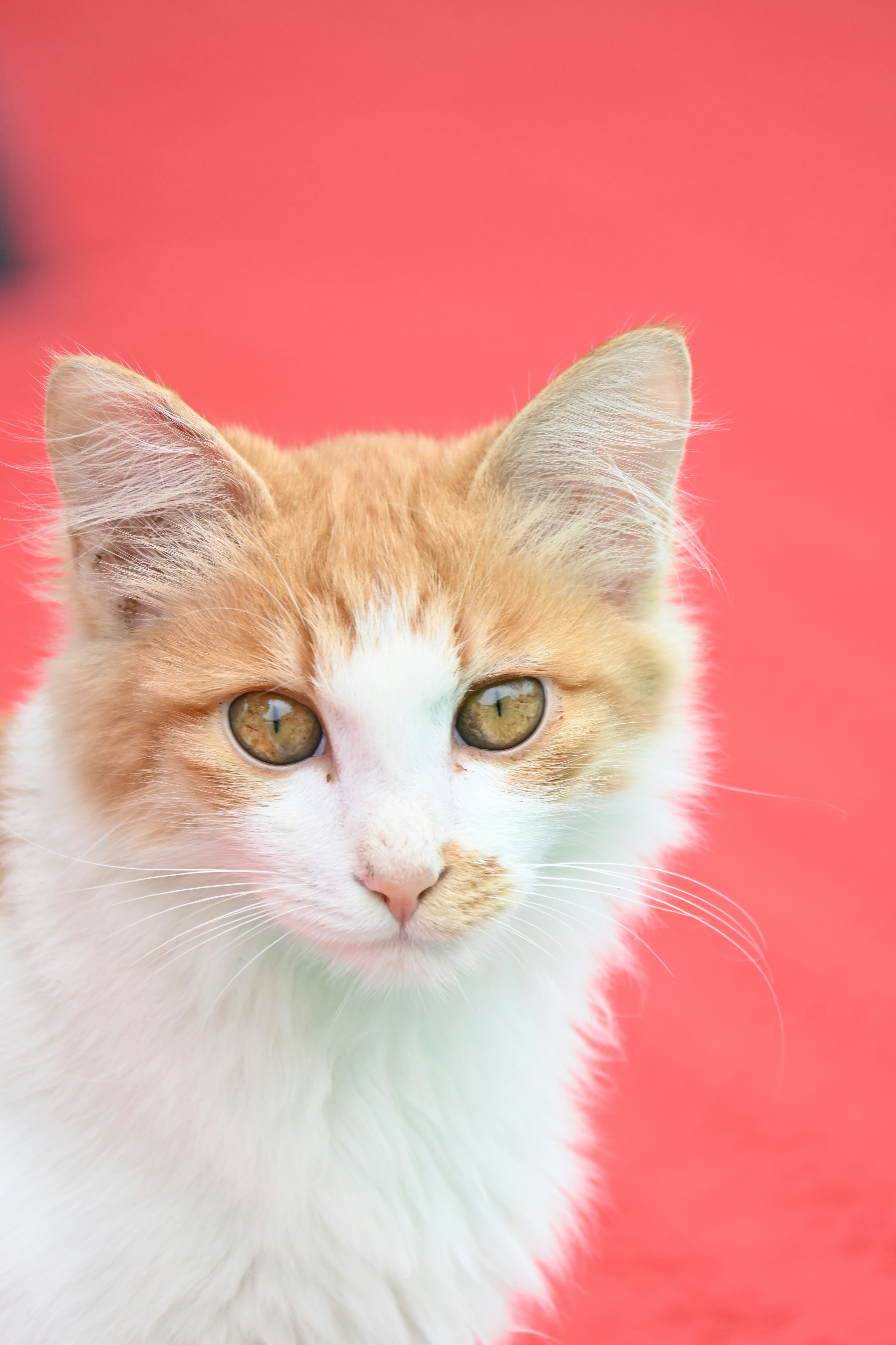 Orange-and-White Cat Portrait on a Vibrant Red Background