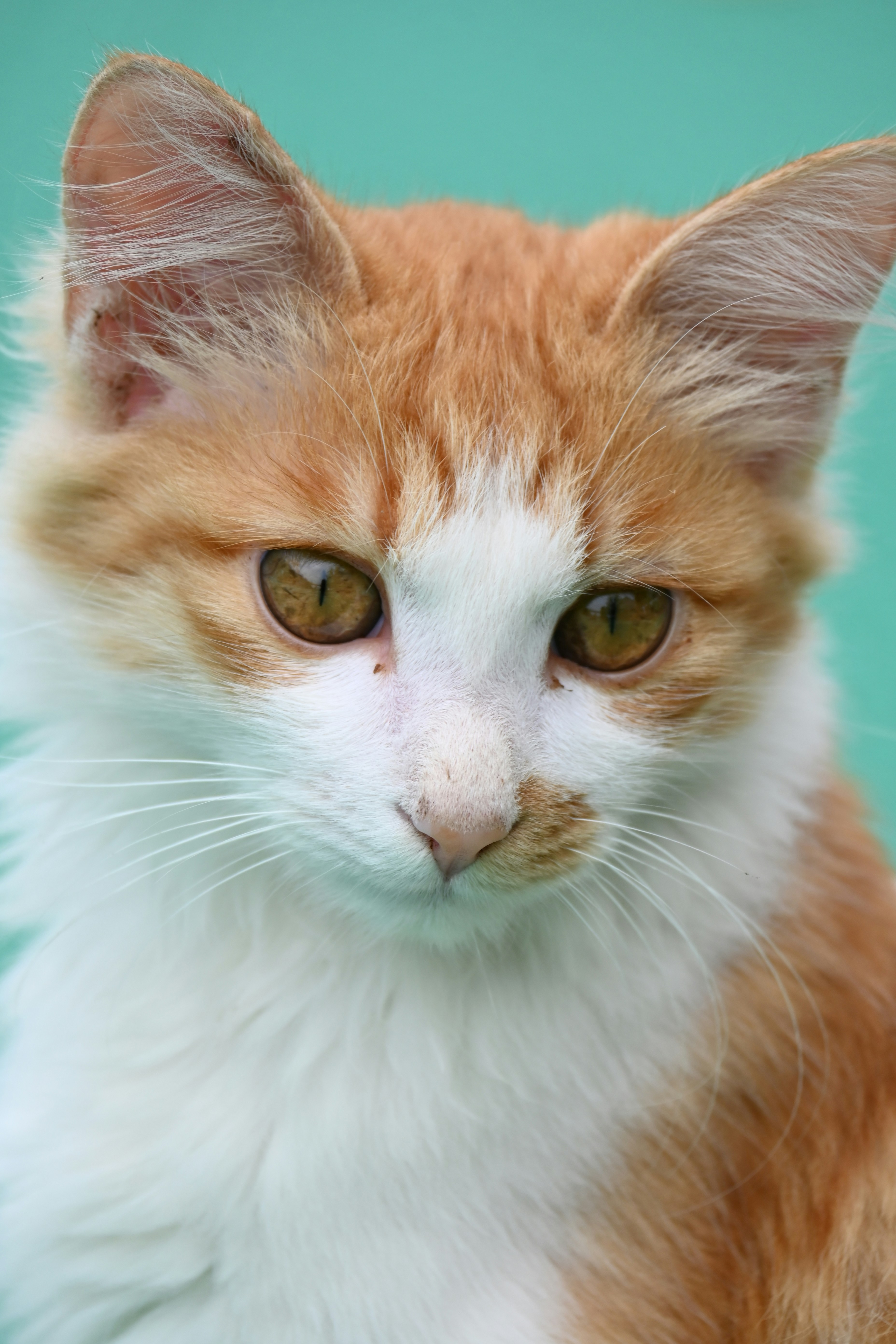  Ginger Whiskers: A Curious Gaze in Minted Light