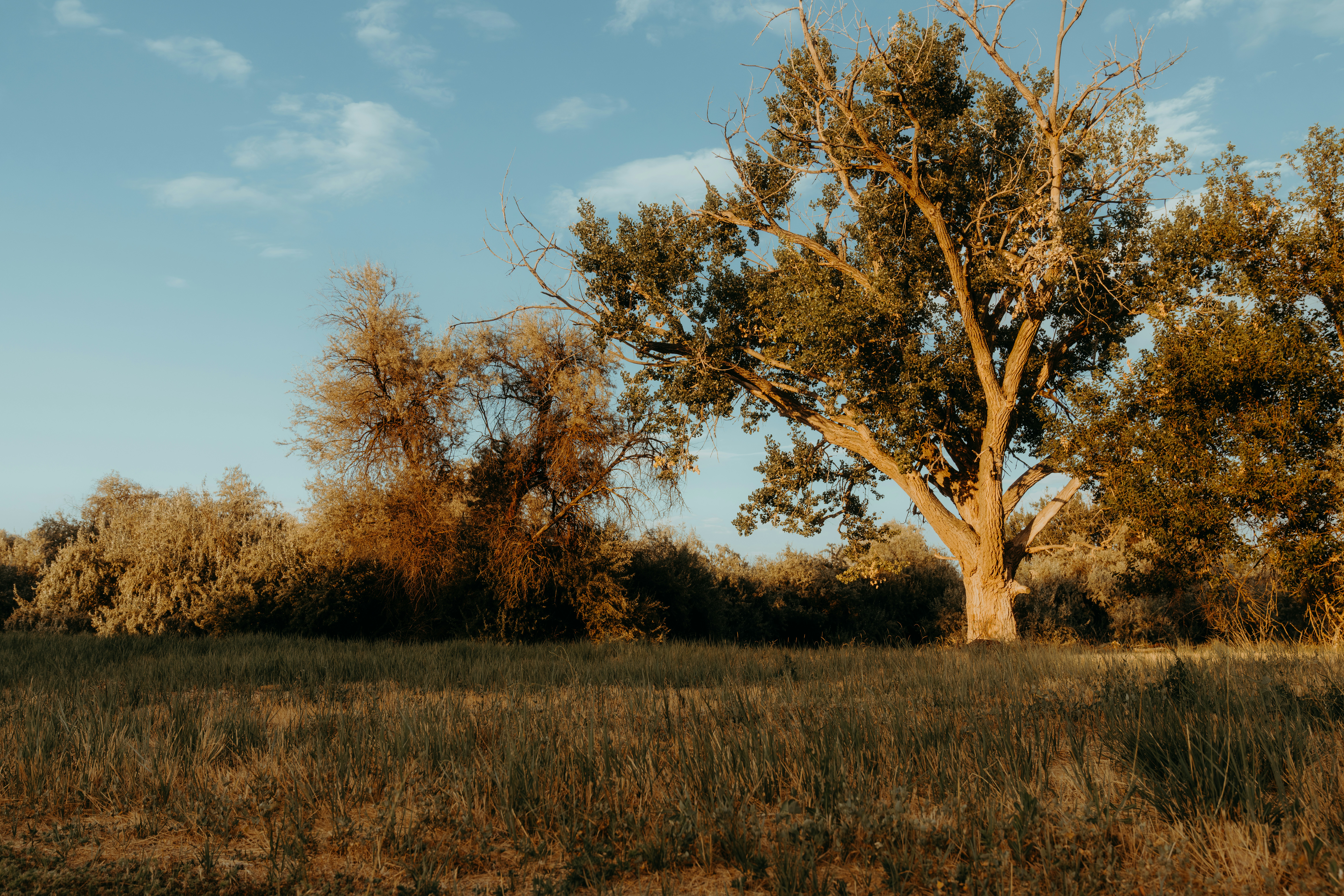 Sunlit Giant: A Catalog of Oaks on a Quiet Prairie