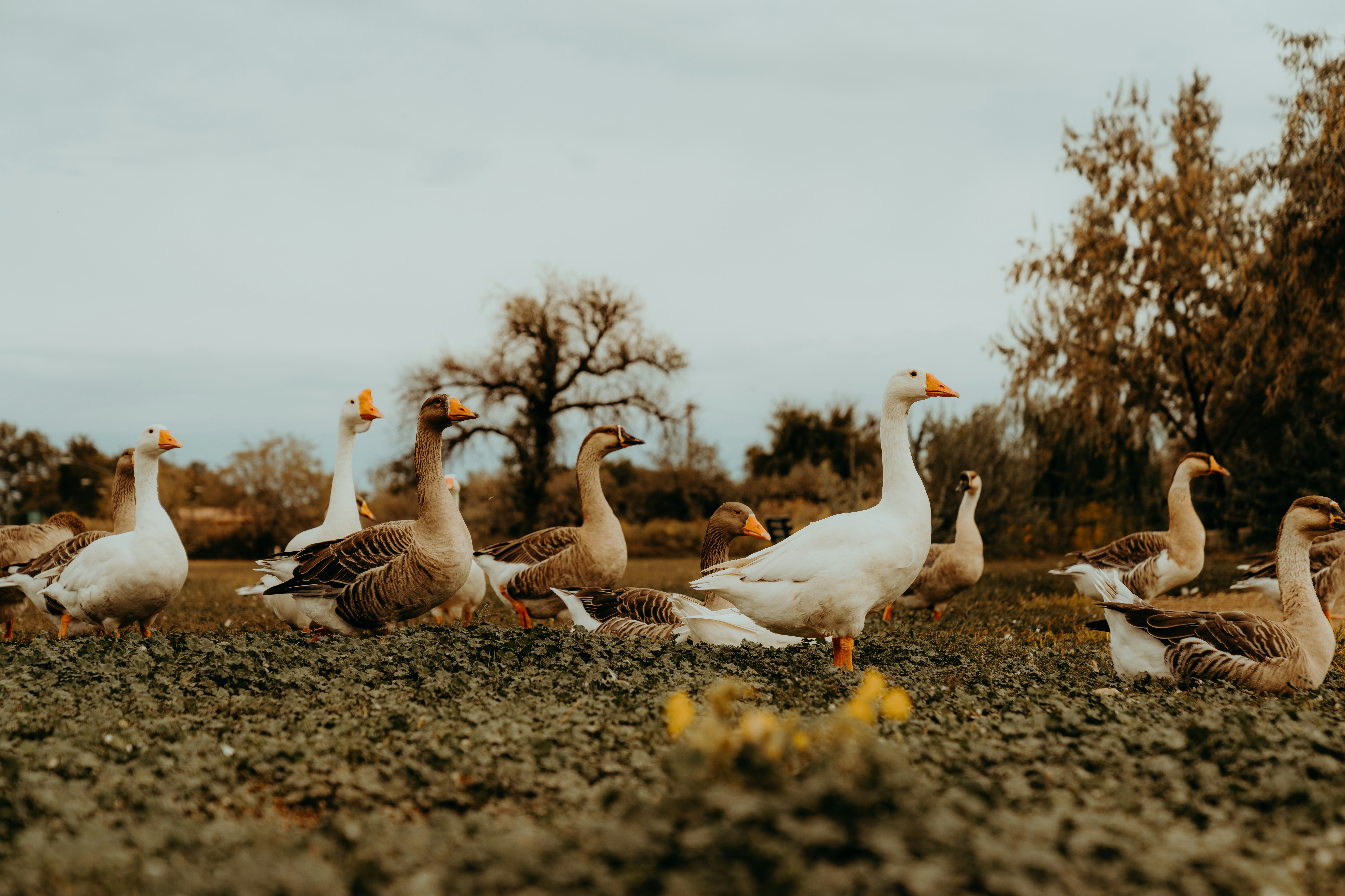 Dusty Downwind Parade: A Flock of Geese Across a Pebbled Plain