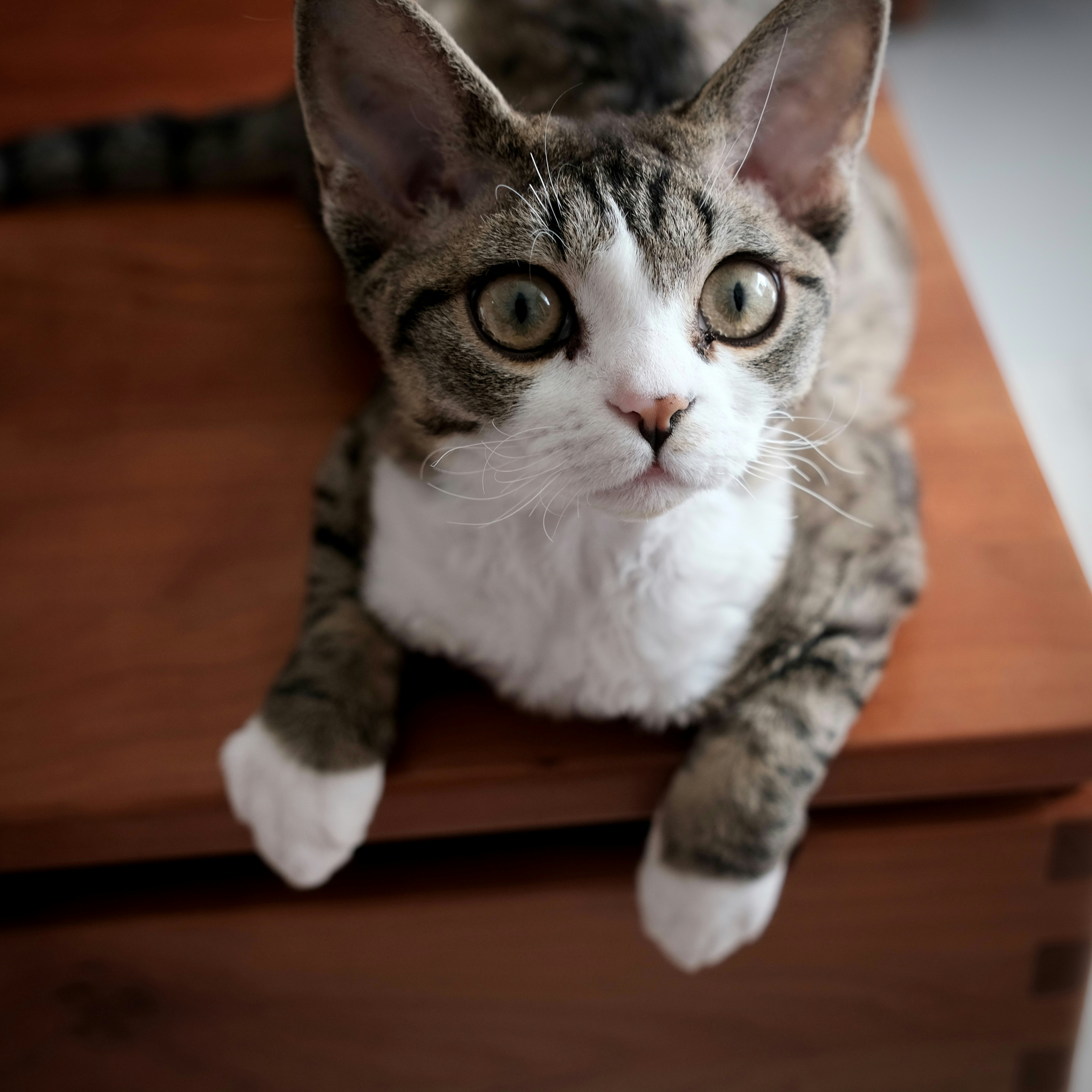 Curious Cat Perched on a Wooden Step
