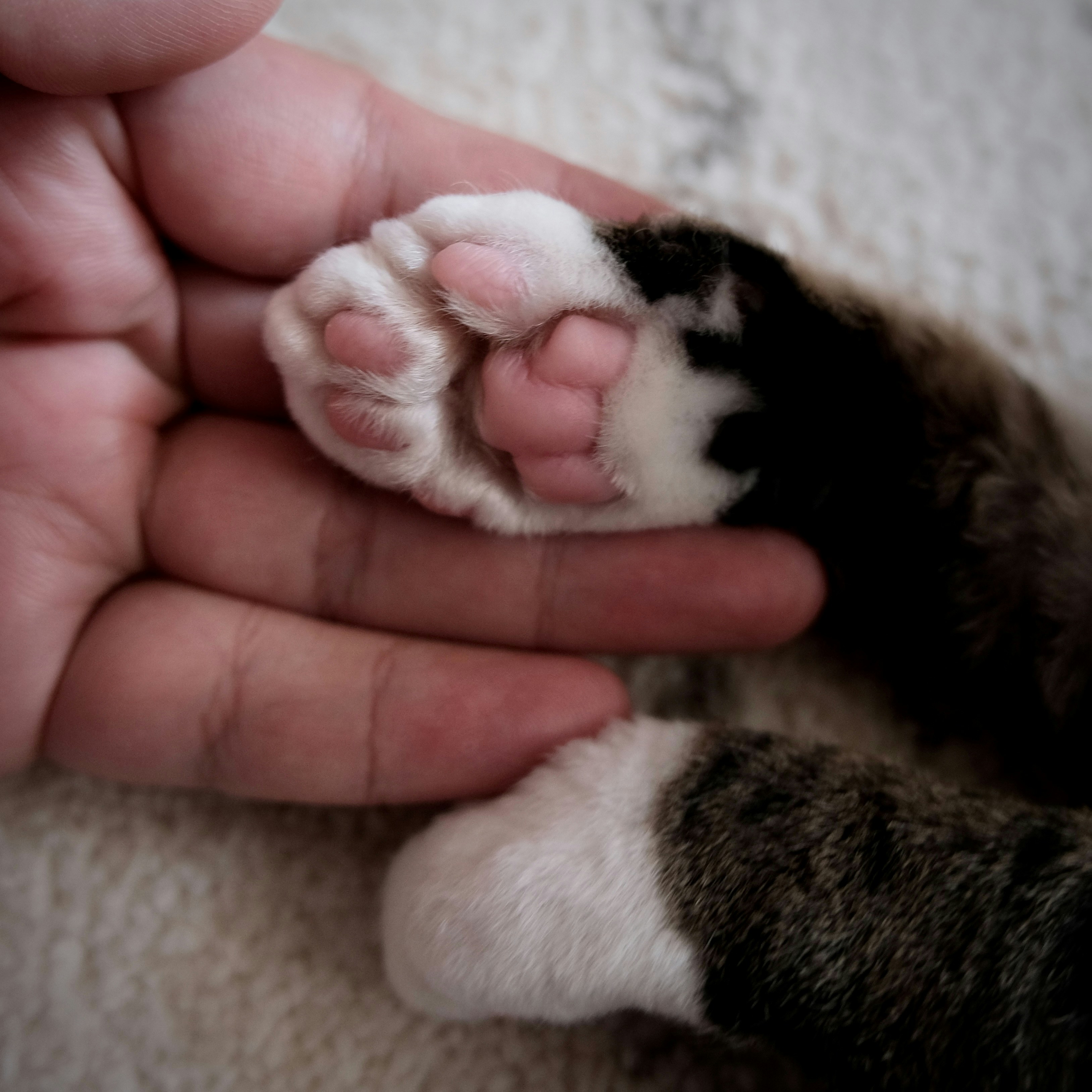 Tiny Paw, Big Moment: A Gentle Hold