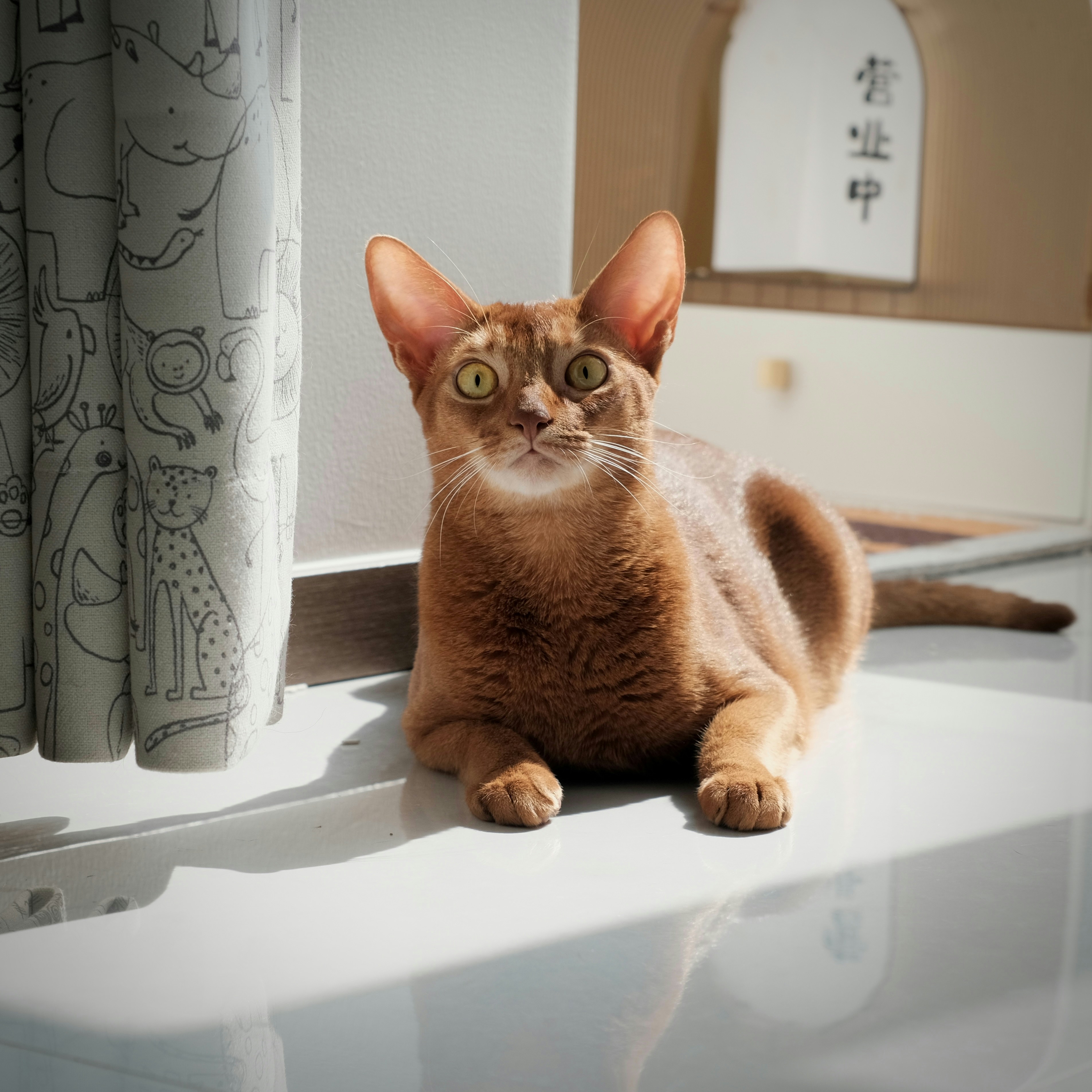An Abyssinian cat lying on a white surface beside a patterned curtain