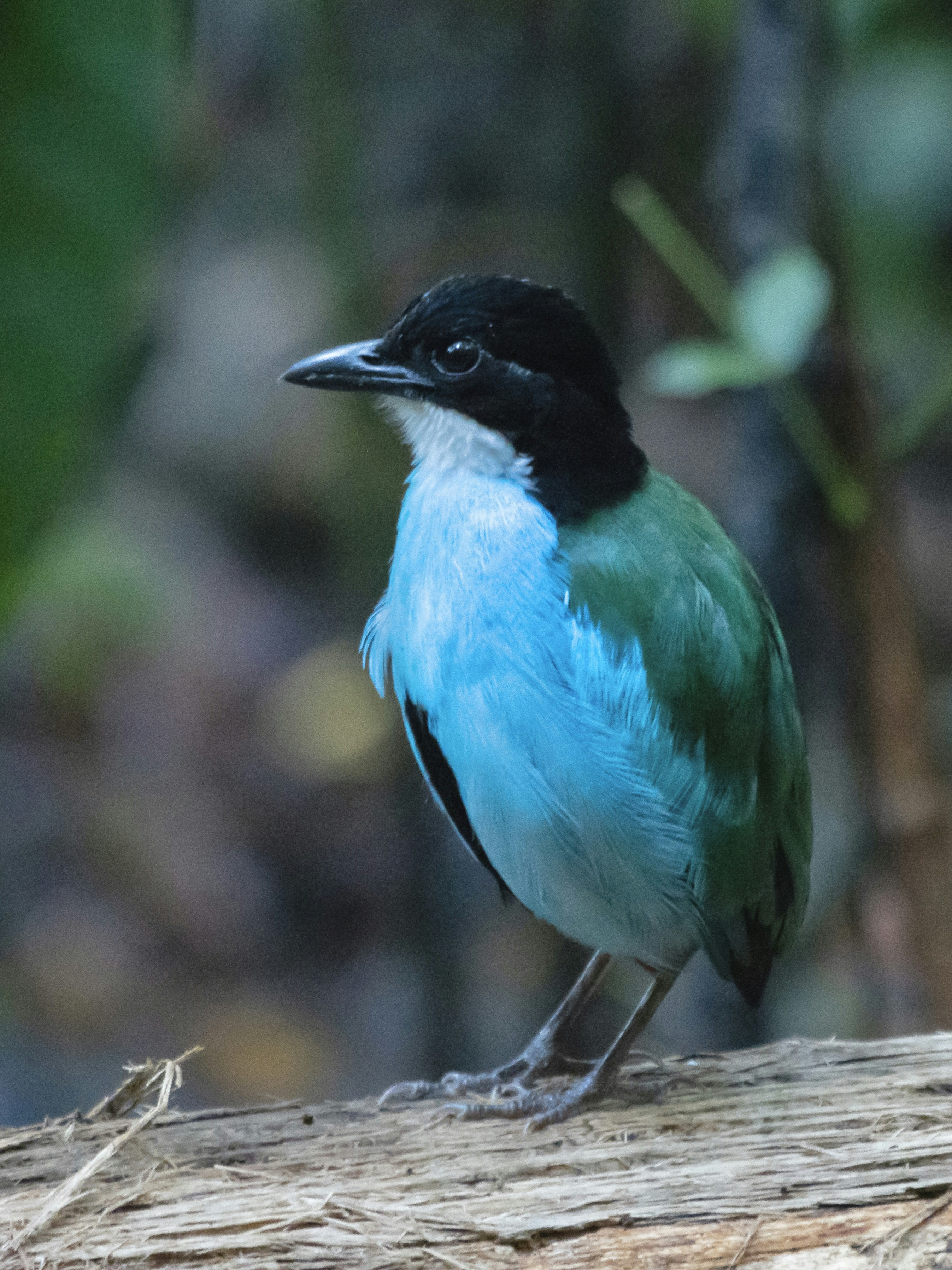 Azure Crowned Kingfisher Perched on Weathered Log