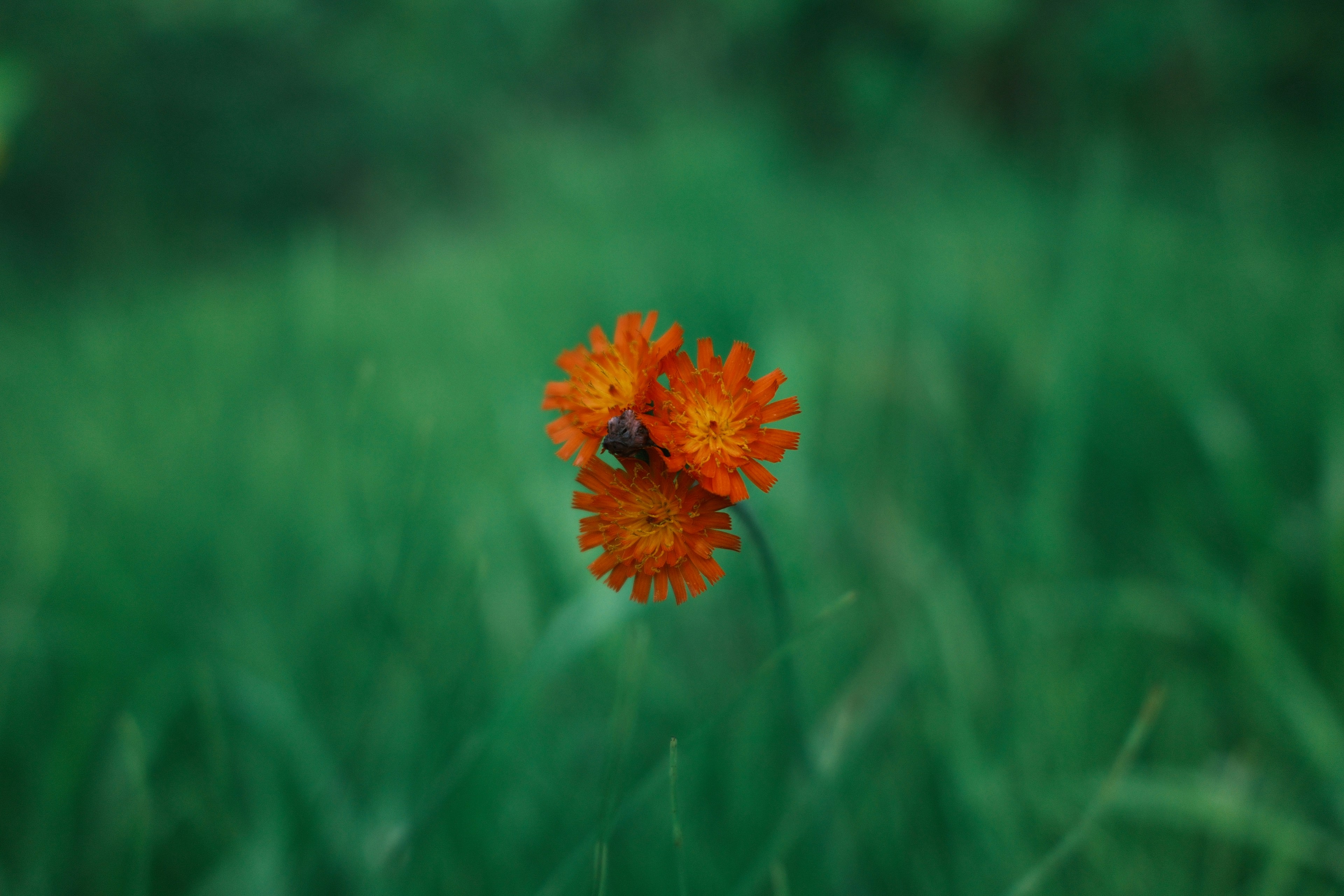 Orange Bloom Amid Quiet Green: A Fragile Moment in Taller Grass