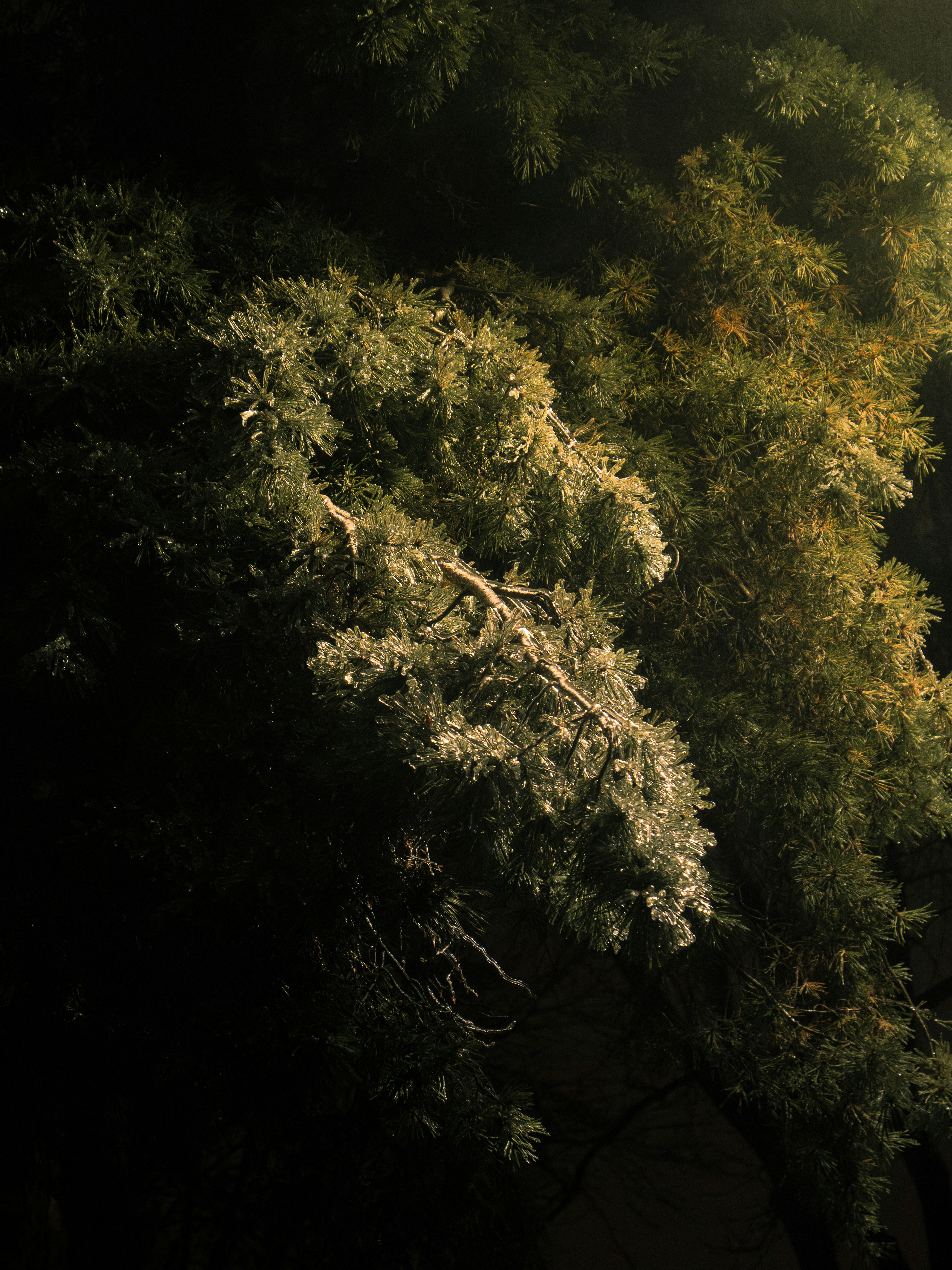 Sunlit Cedar Sprig Framing the Shadowed Canopy
