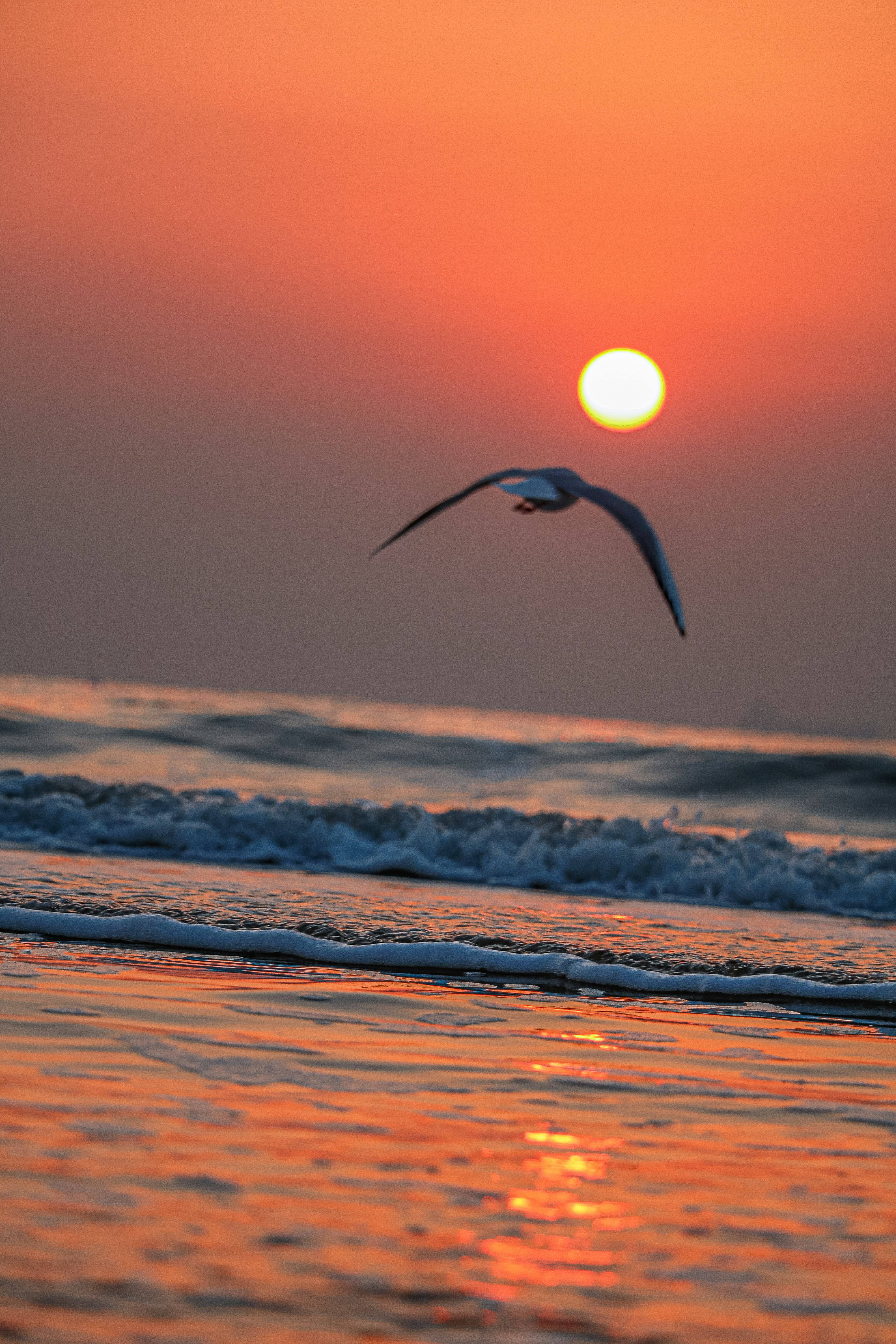 Sunset Flight Over Rolling Waves