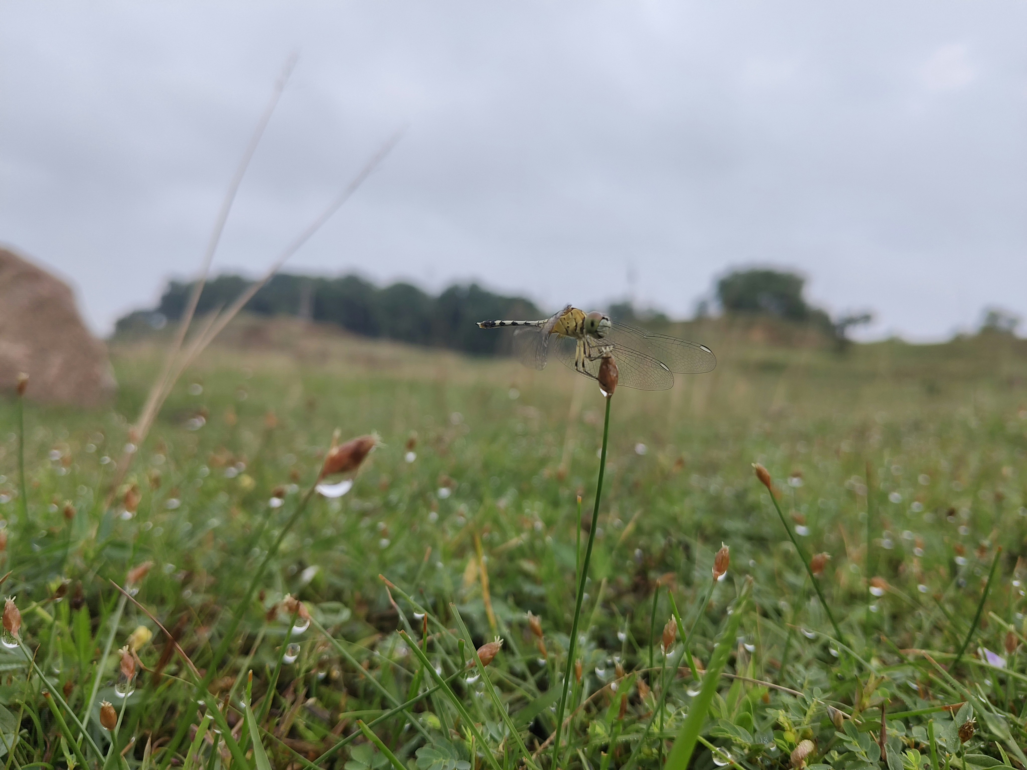 Flaxen Meadow Crowned by a Seed Head