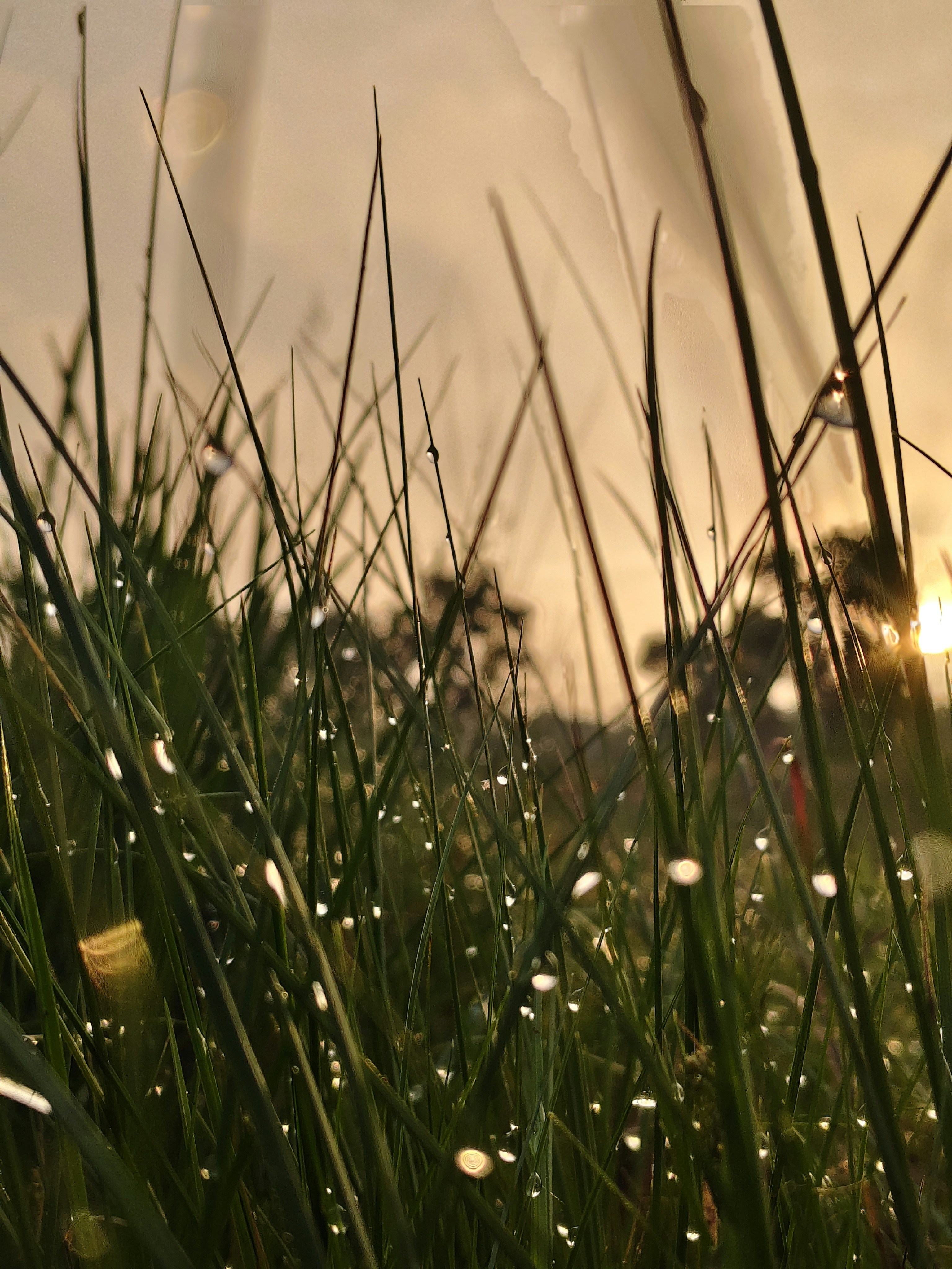 Dew-kissed Blades at Sunrise