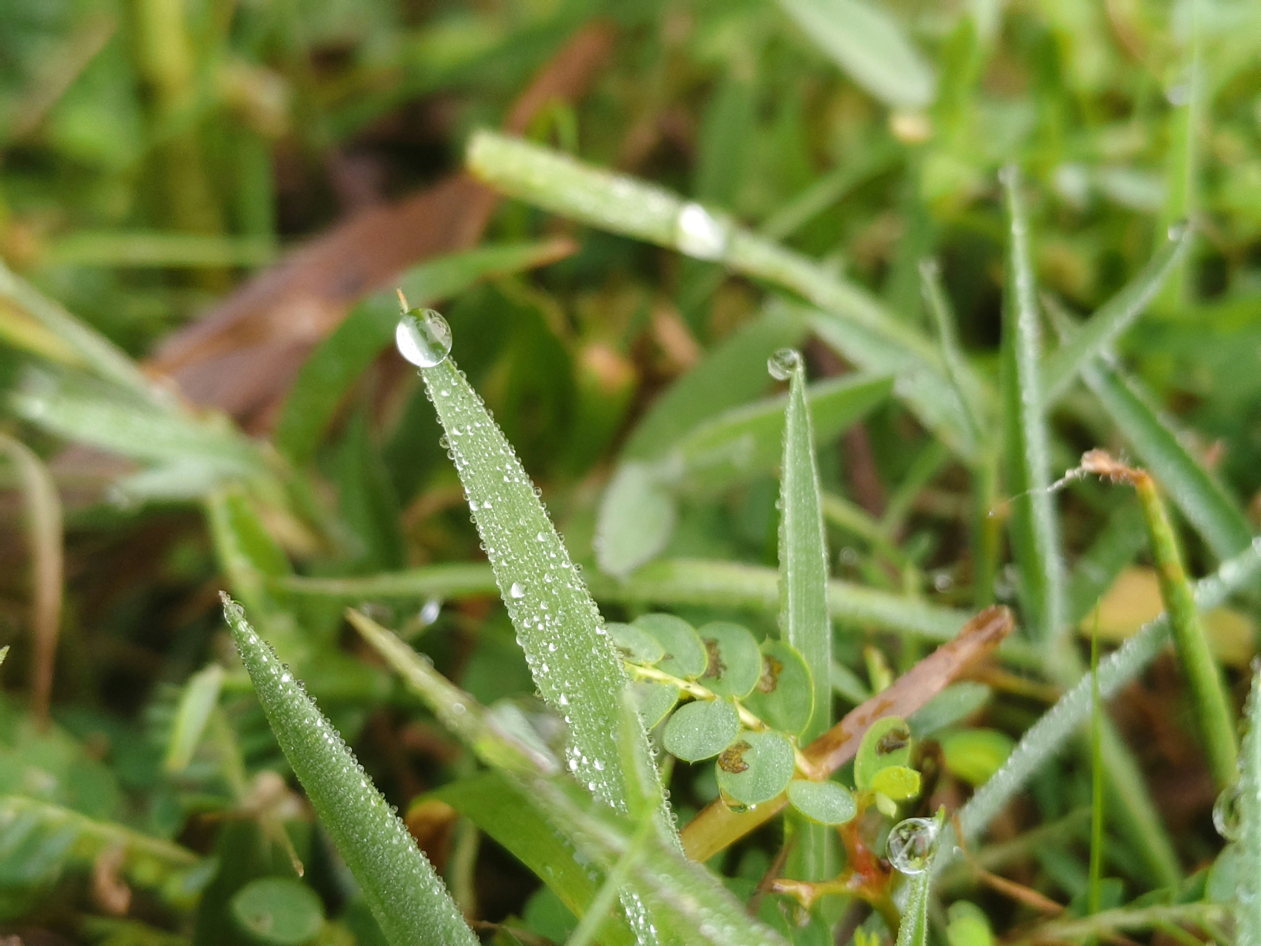 Dew-Detailed Grass Spikes Under Morning Light