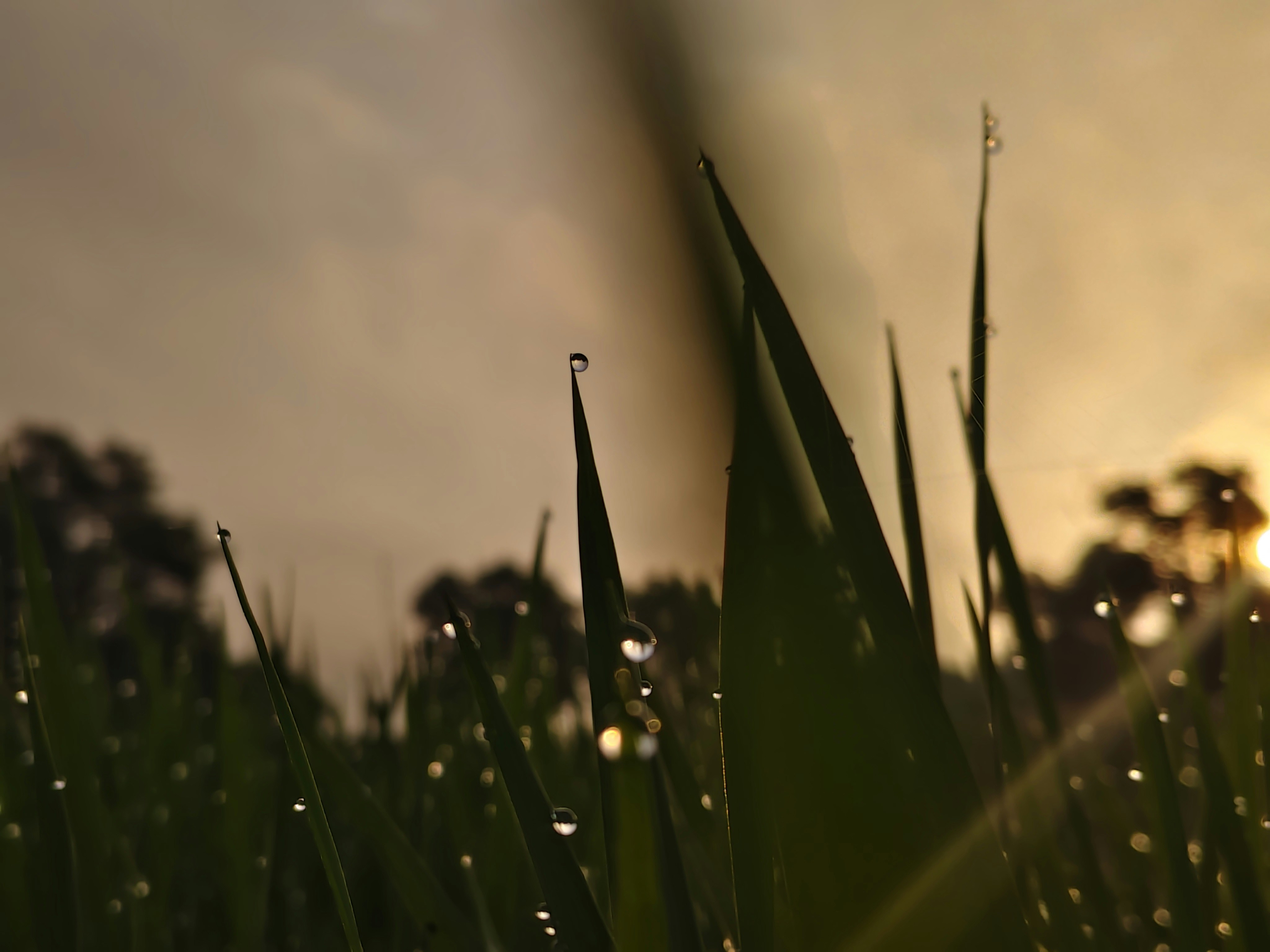 Dew-Rimmed Grass under Golden Backlight