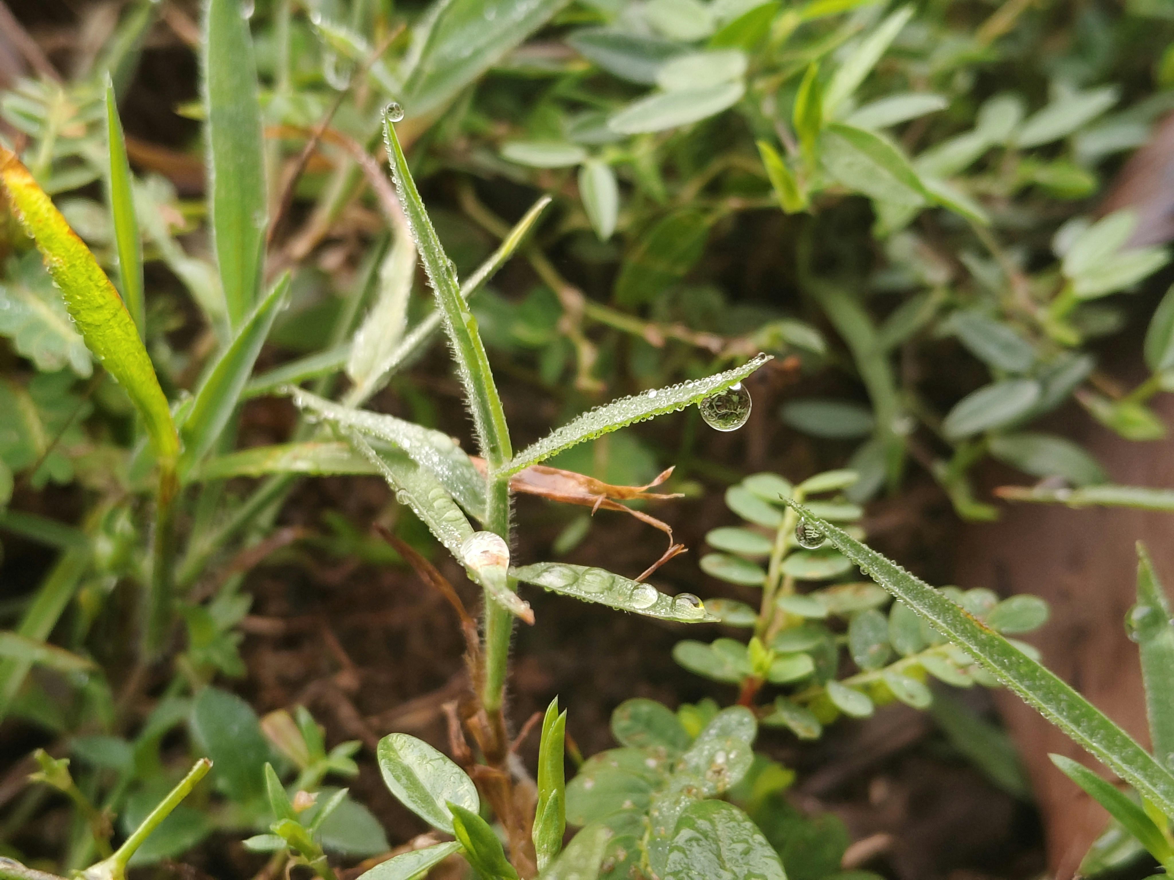 Dew-kissed Leaflets: A Quiet Macro Portrait of Morning Rain