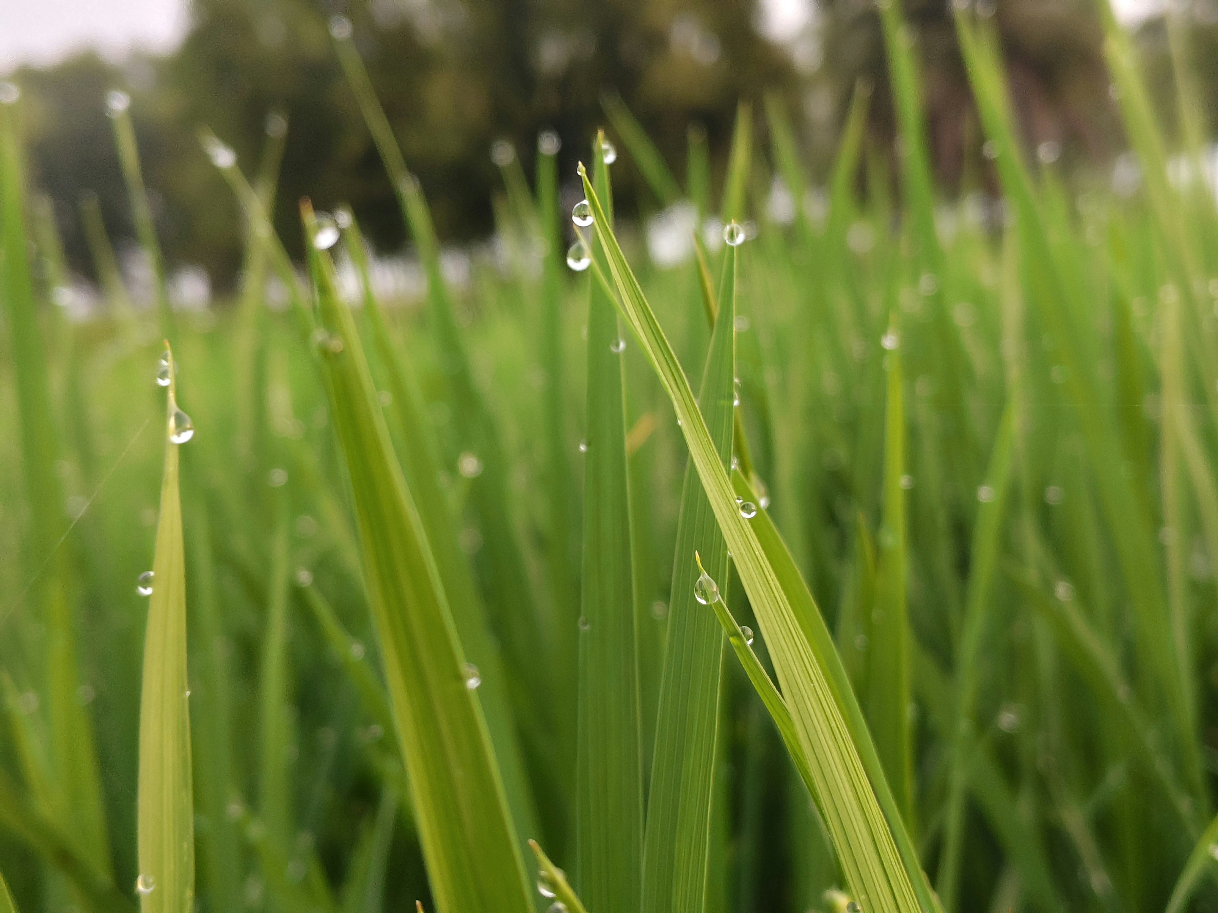 Dew-kissed blade of grass in a sunlit meadow