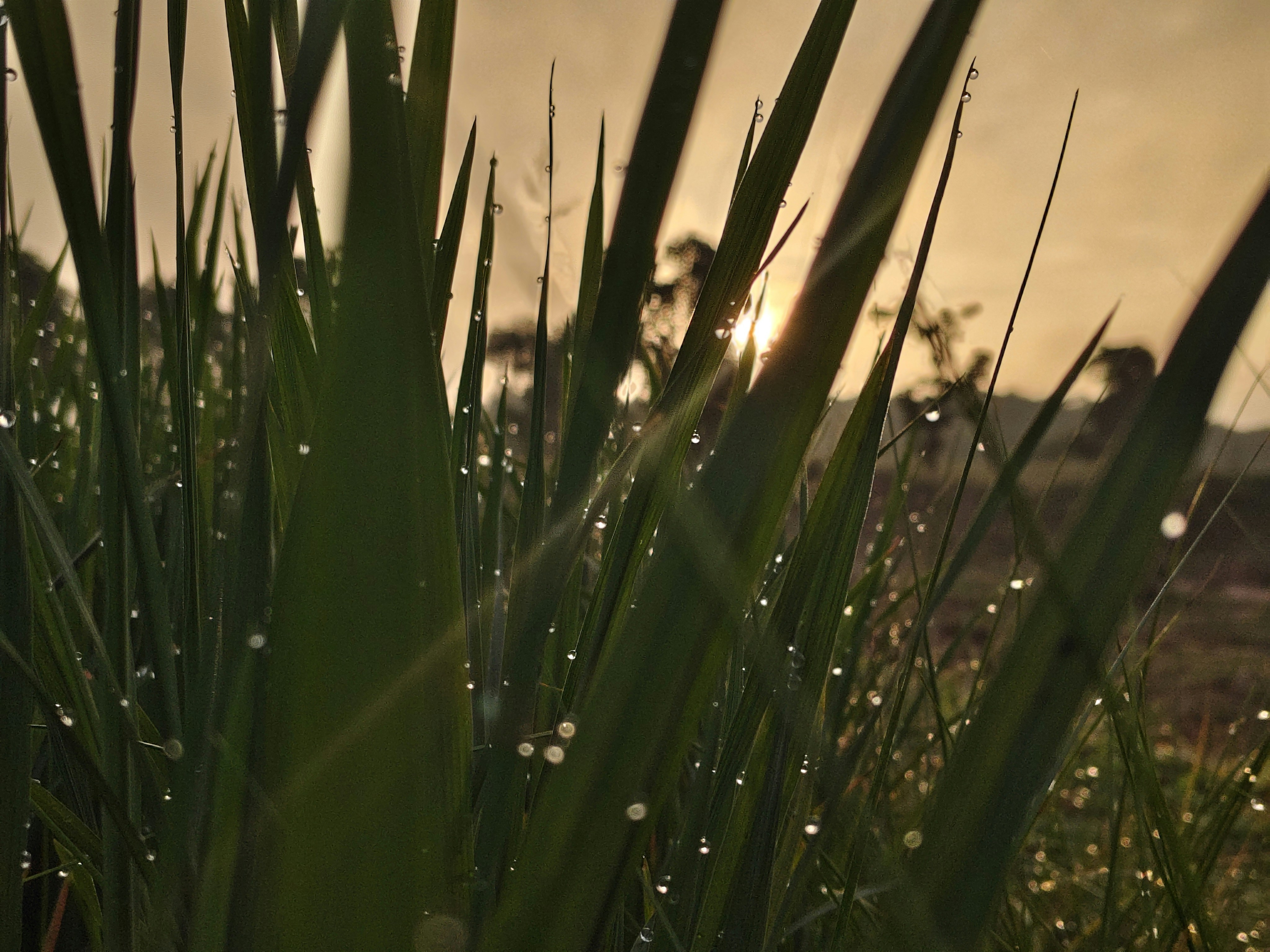 Dew-Kissed Grass at Sunset