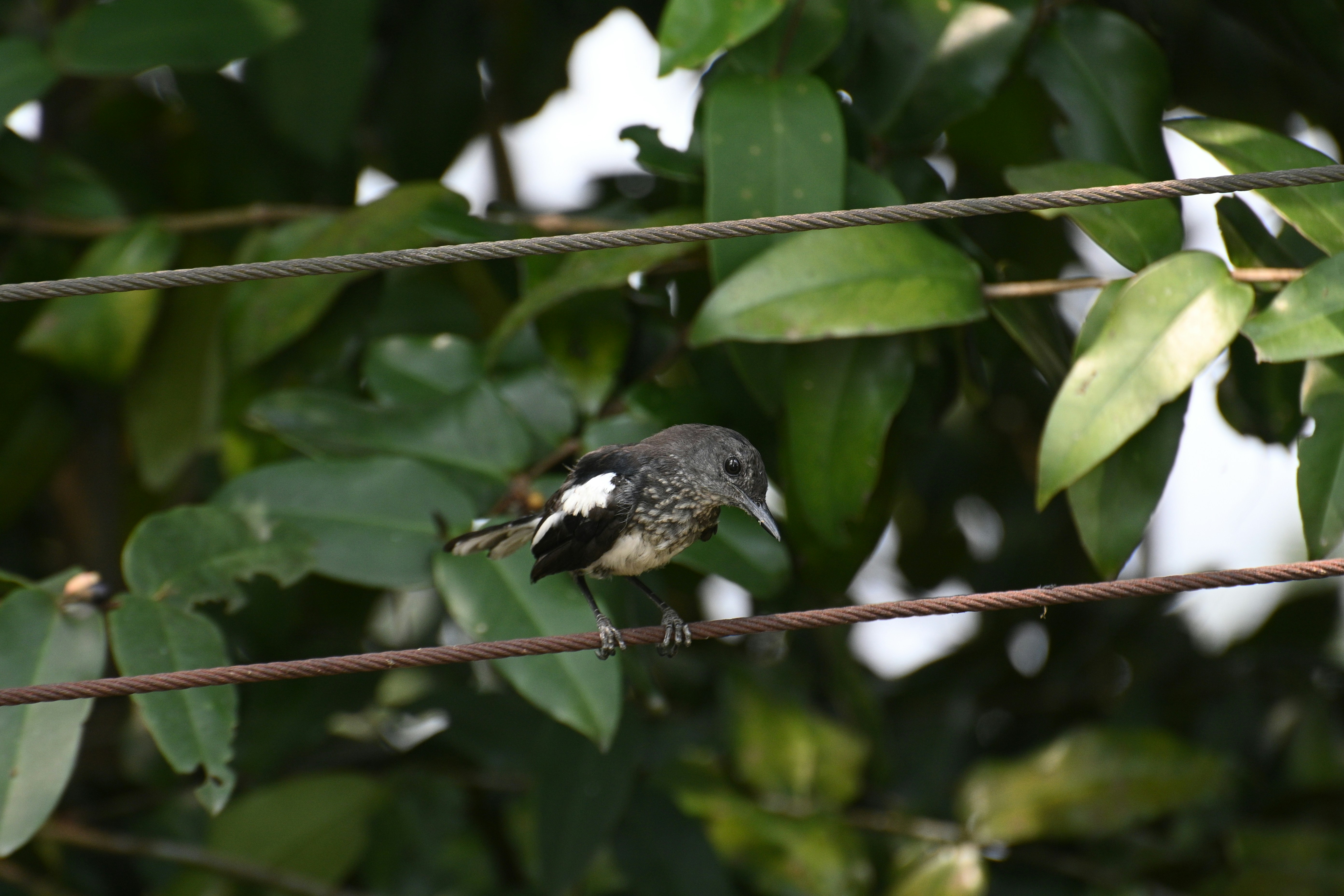 Sparrow on a Copper Wire: Focused Moment Amid Green Canopy