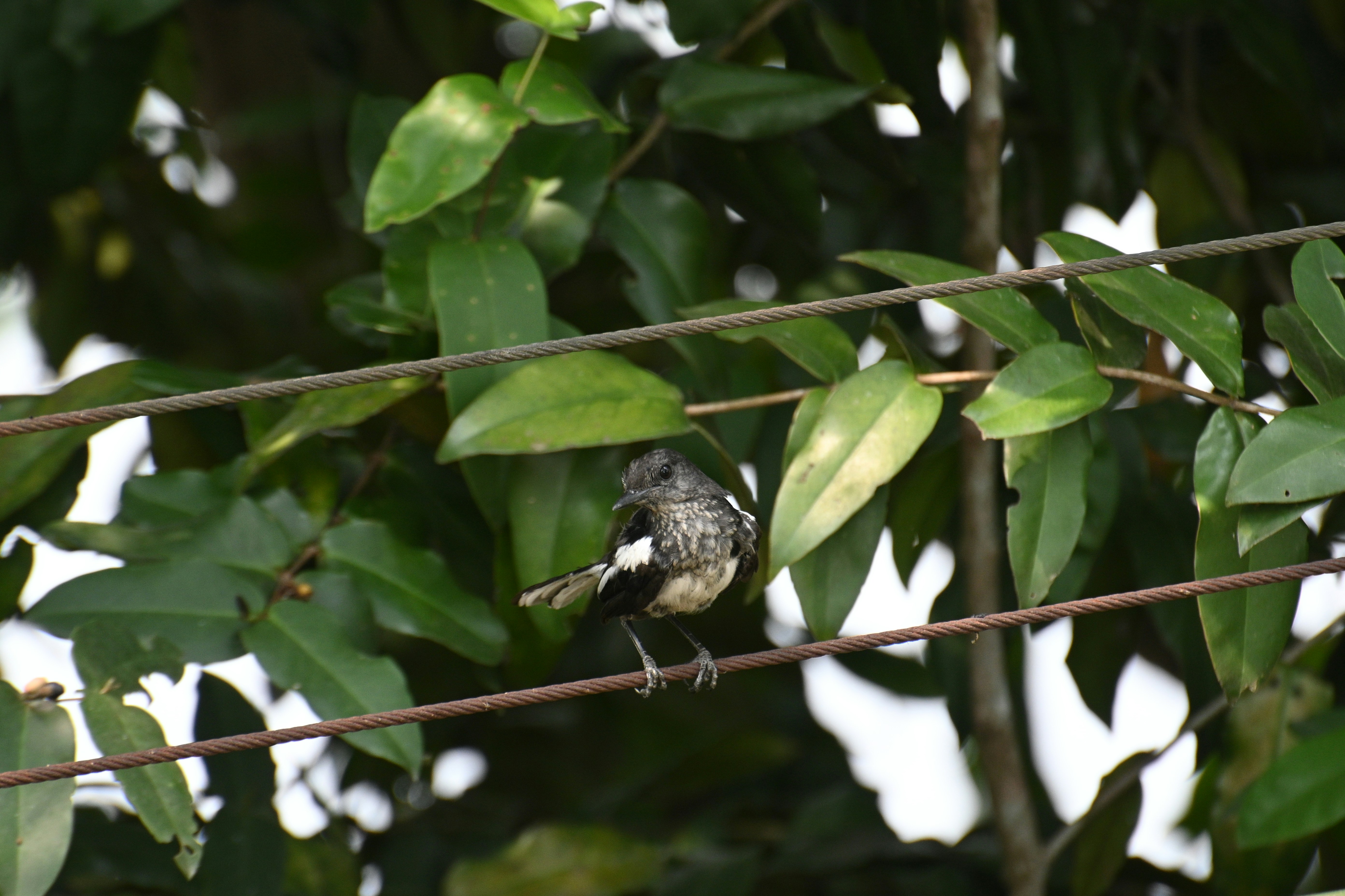Tiny Thrush on a Glass Rope: A Moment Between Leaves