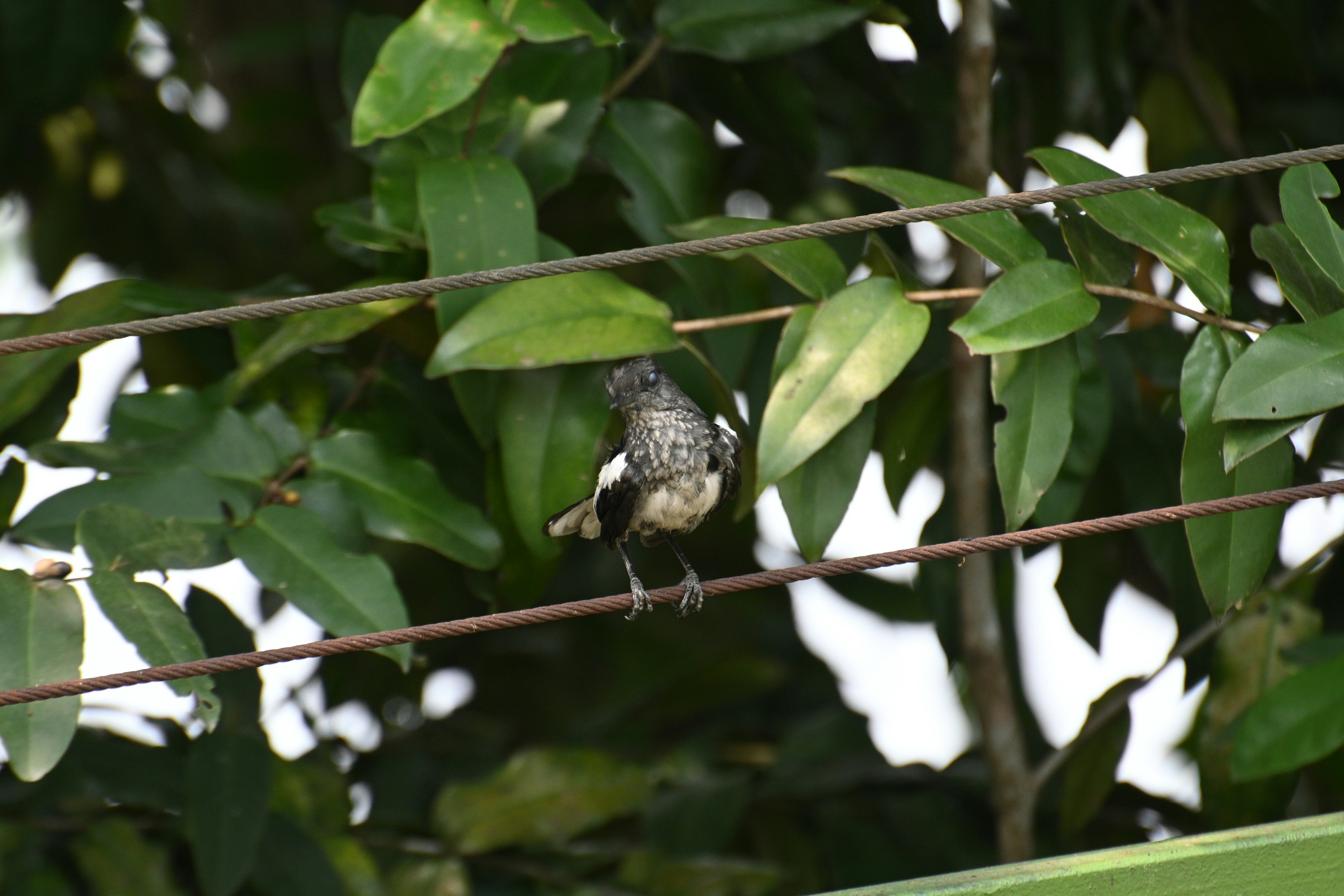 Tiny Crook-necked Wanderer on a Tightrope of Vines