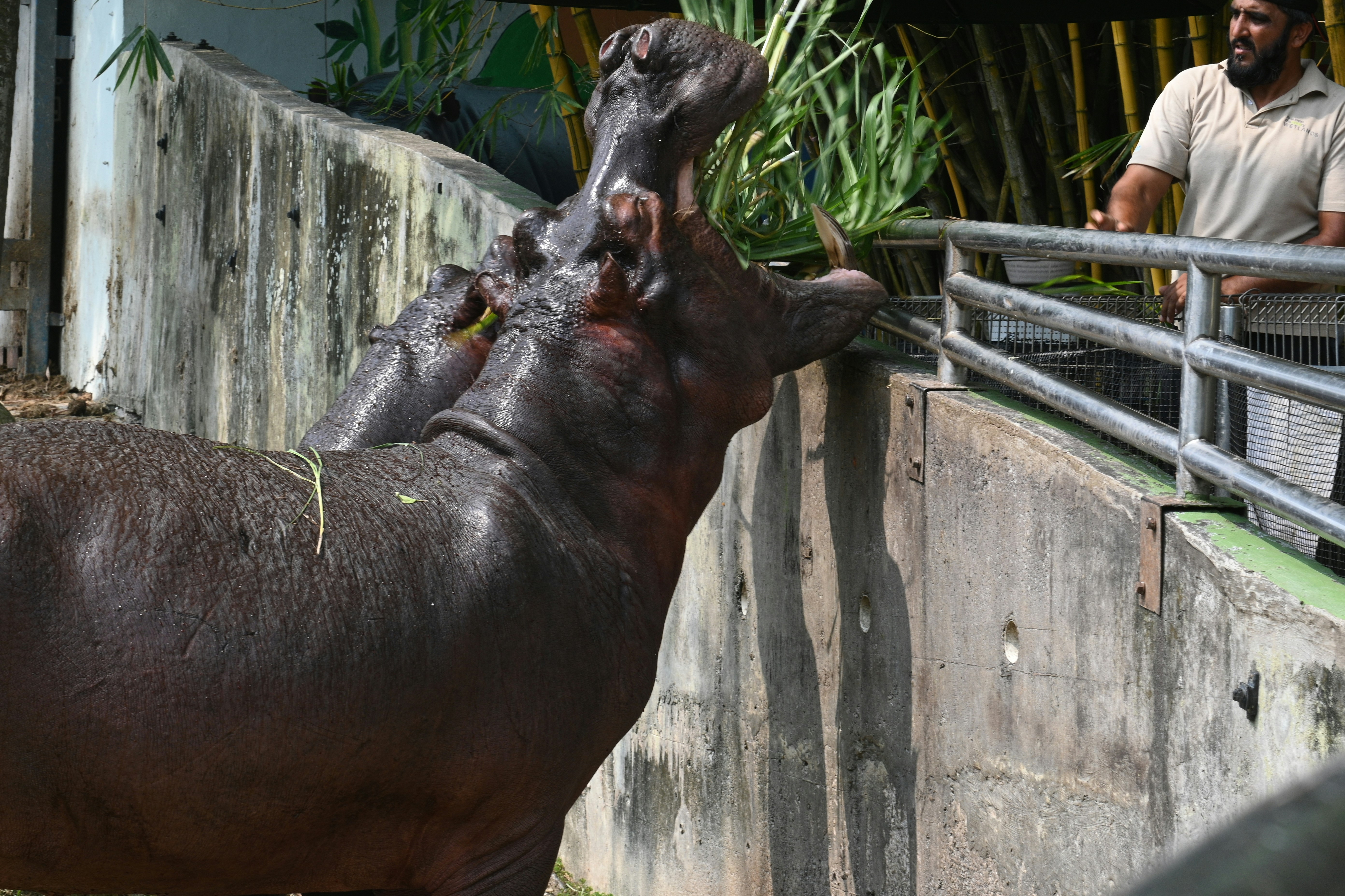 Hippo’s Burst: A Close Encounter at the Barrier