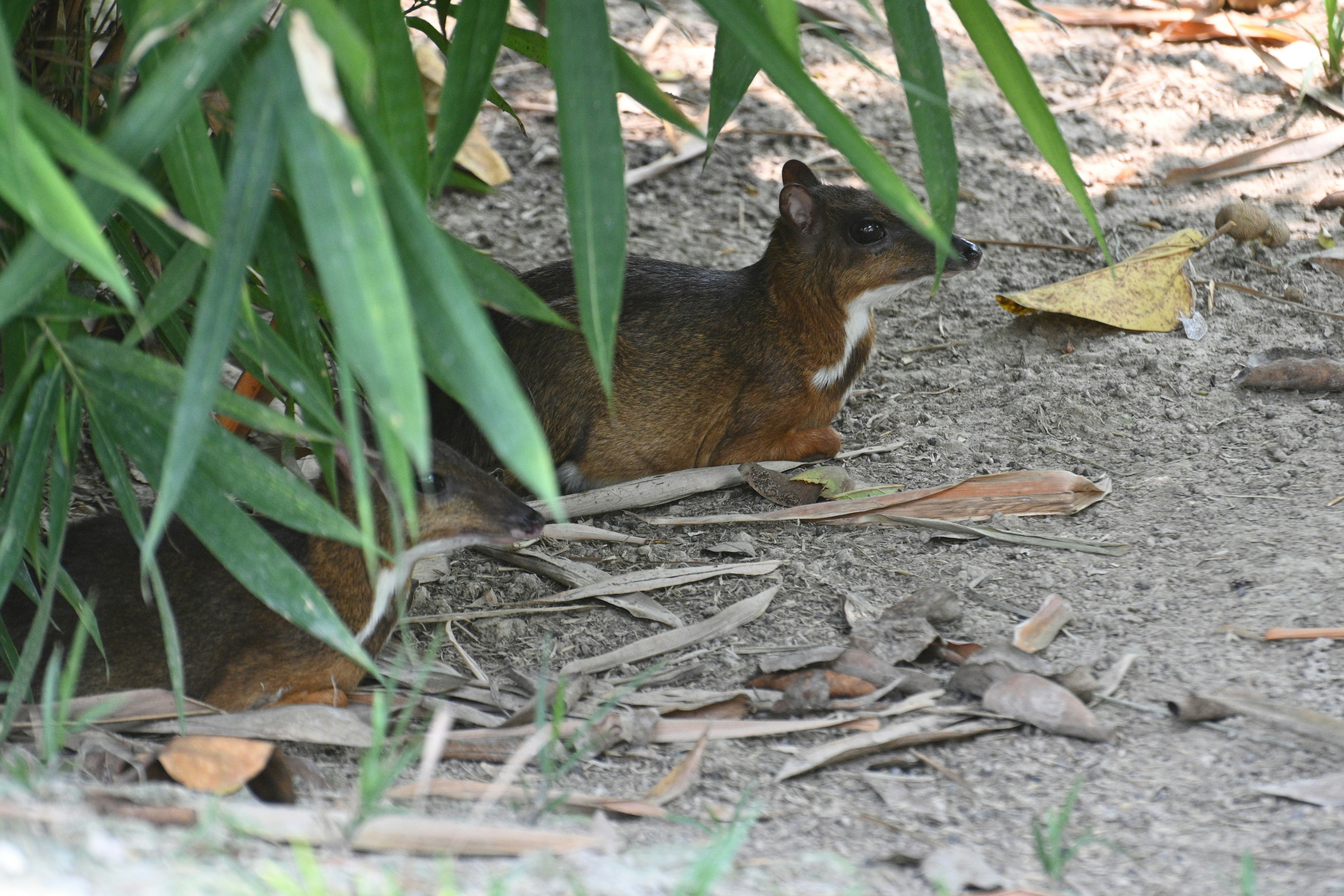 Underbrush Stalker: A Ground-Level View of a Squirrel Pause