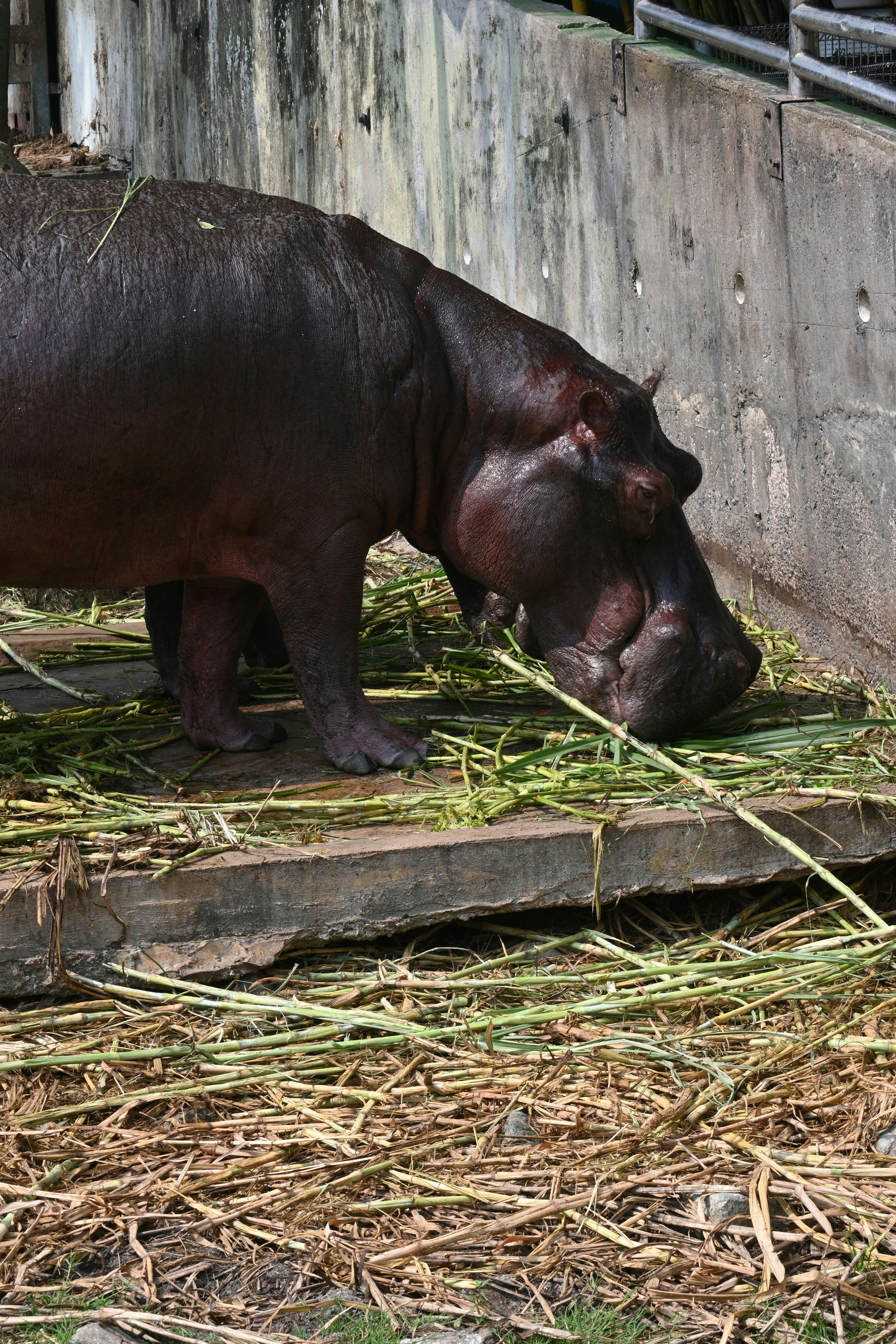 Dark Brood: A Hippo Slotted Between Concrete and Greenery