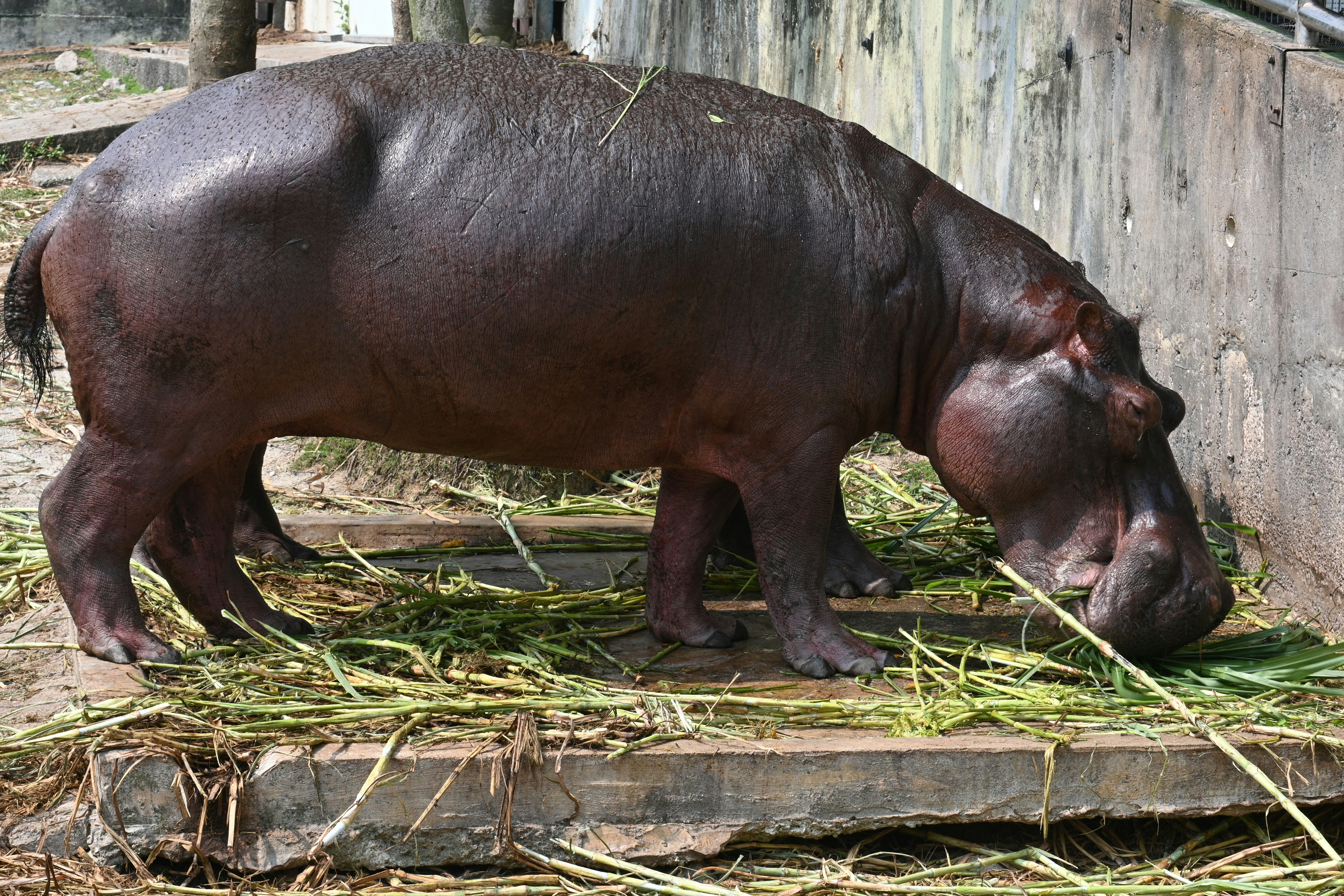 Hunched Grazing Giant: A Hippo at Rest Among Fronds