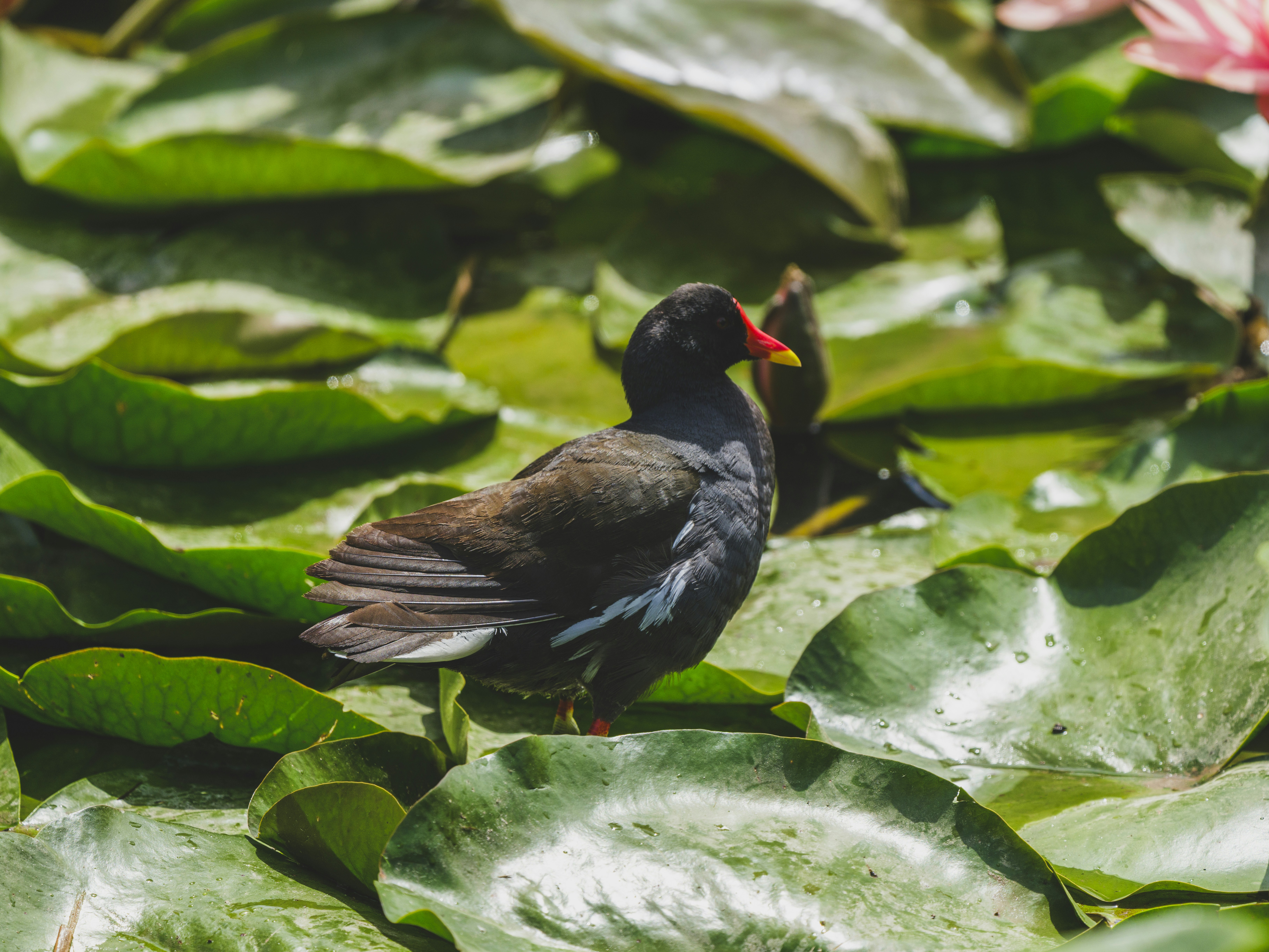 Red-billed Moorhen Among Floating Green: A Quiet Moment at Waterlily Meadow