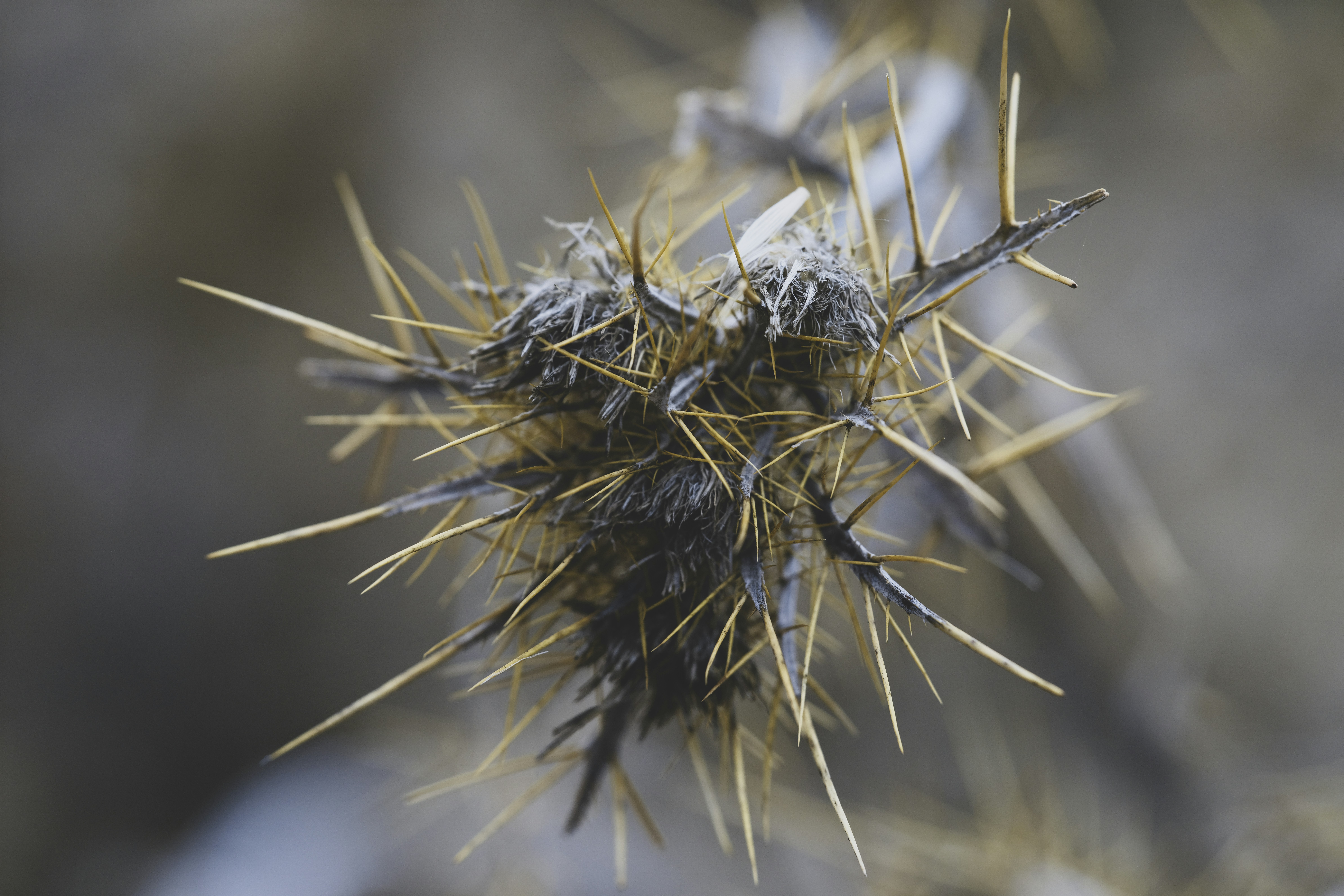 Close-up of a spiky seed pod: winter's stiff guardians