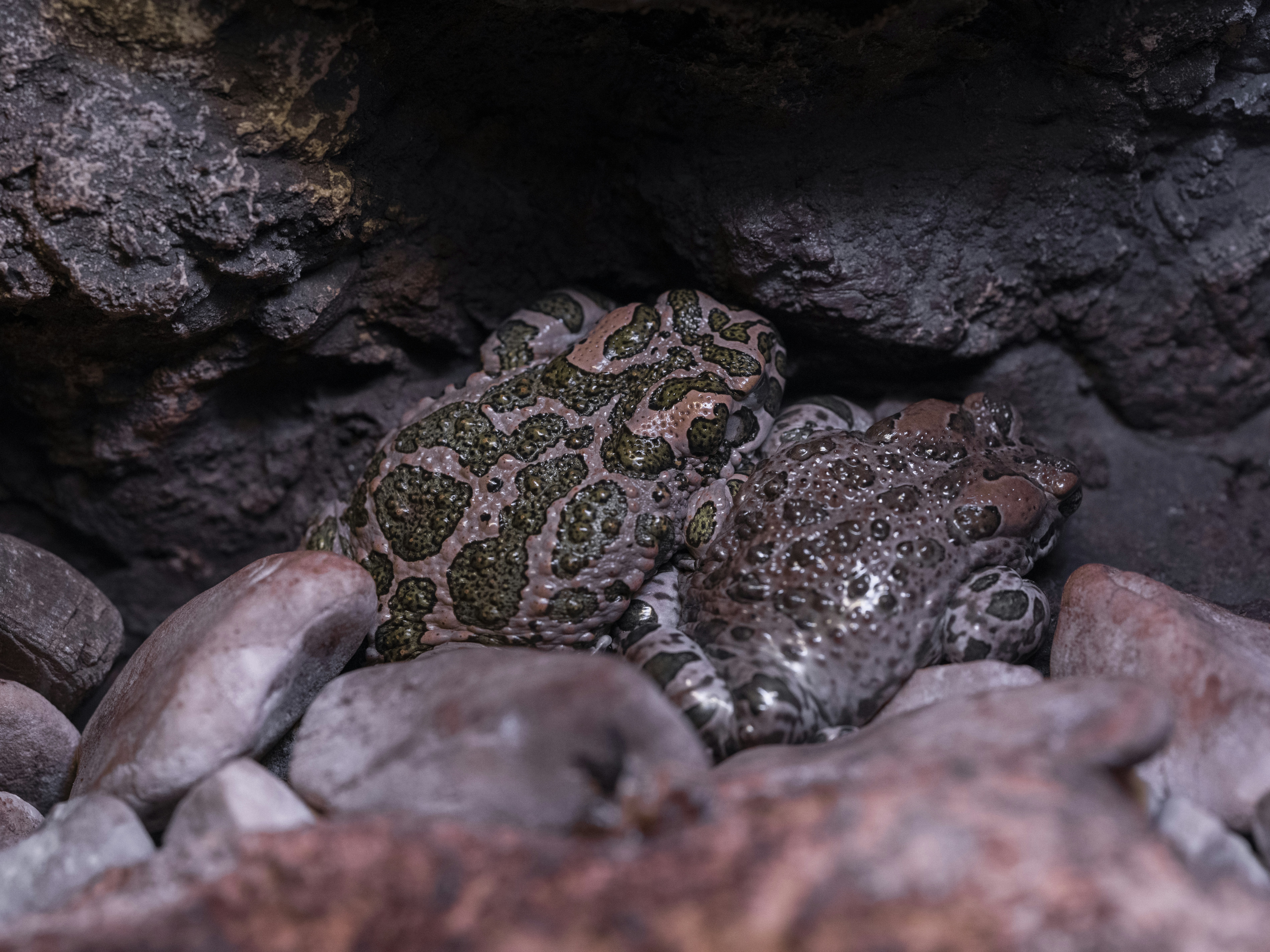 Hidden In The Pebbles: A Frogsmouth Camouflaged in a Lava Cave
