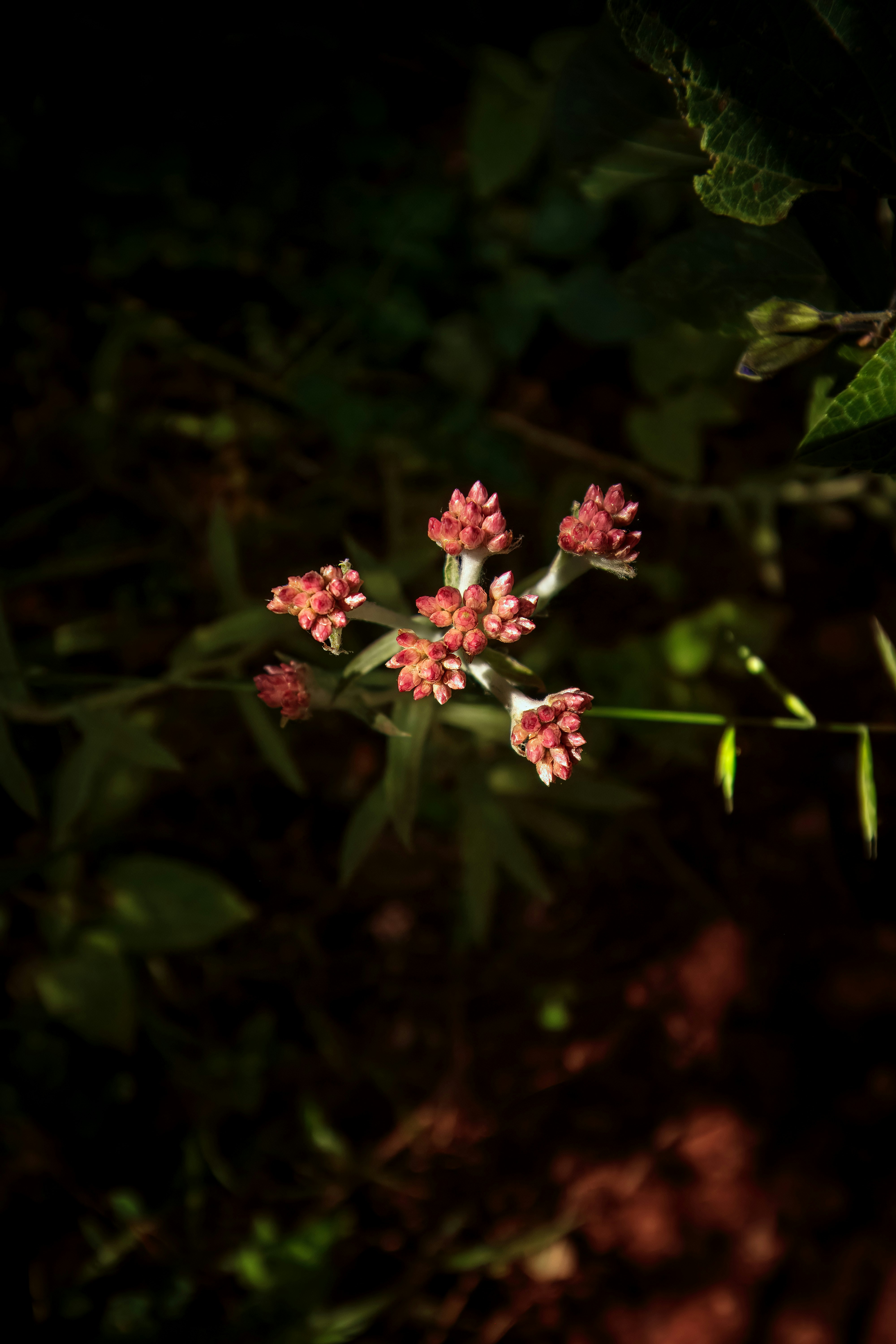 Soft Spotlight on a Pink-Red Blossom Cluster