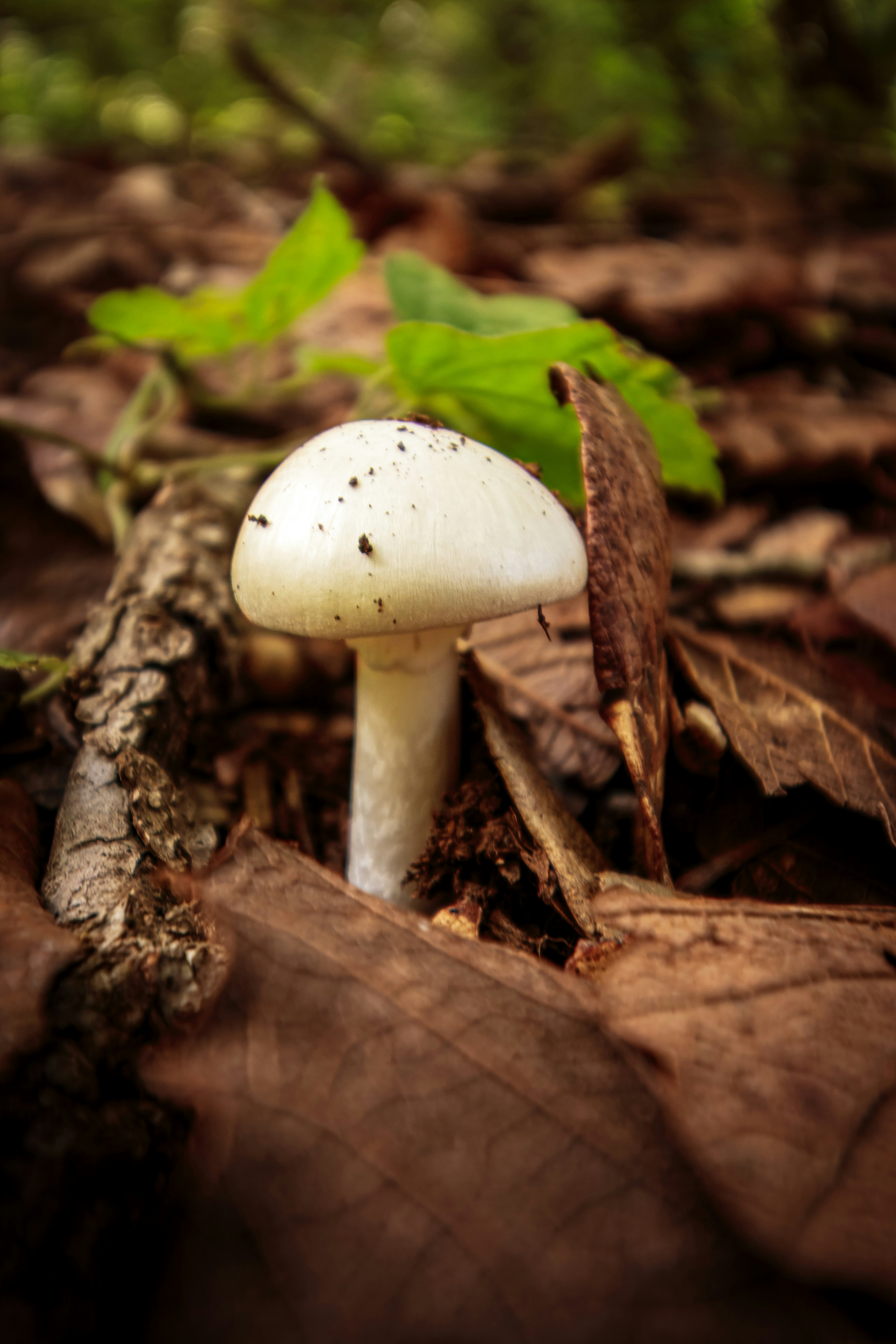 Mushroom Sentinel: A White Cap Reaches Through Leaf Litter
