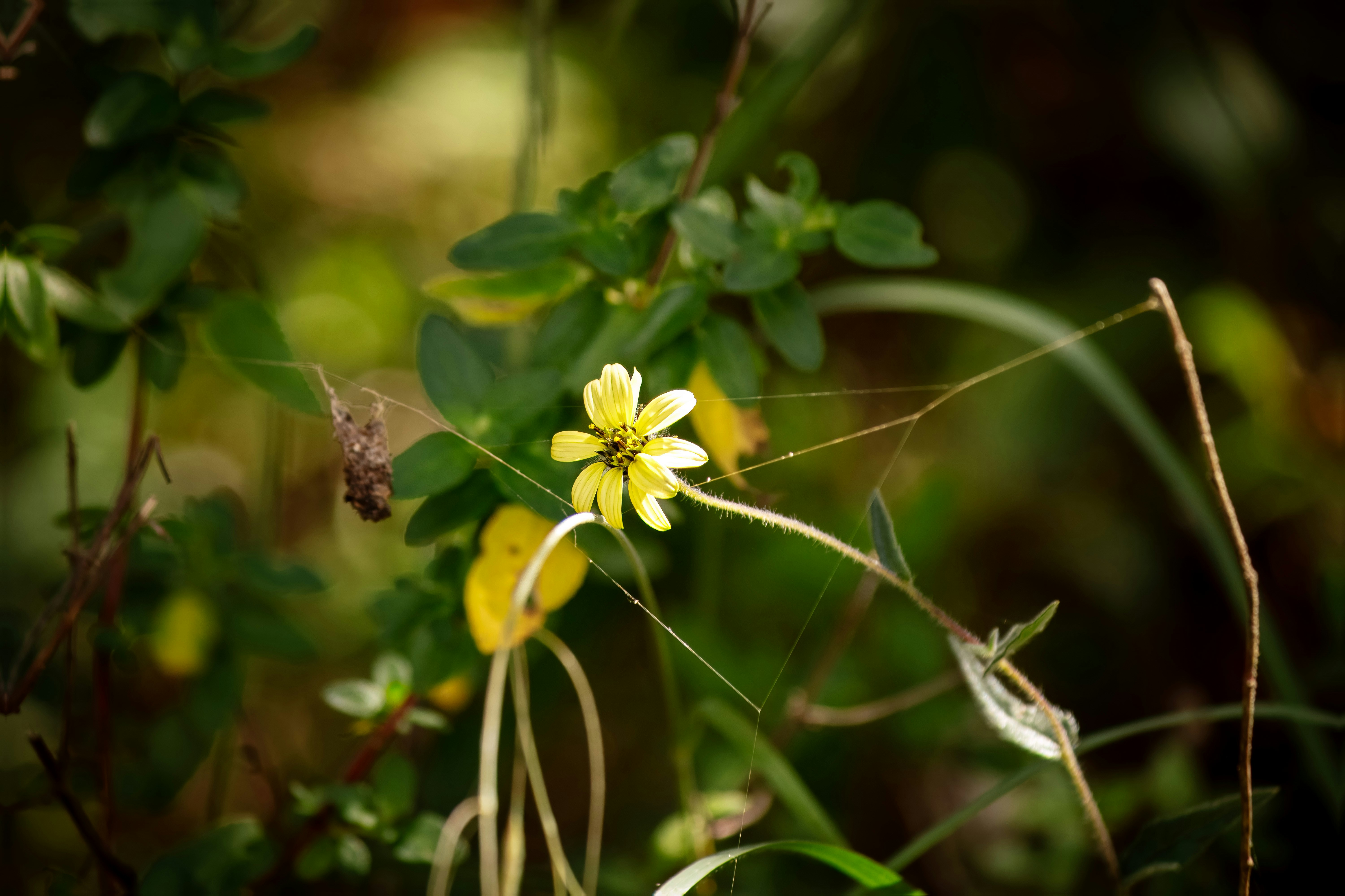 Sunlit Yellow Blossom Framed by Twine and Foliage
