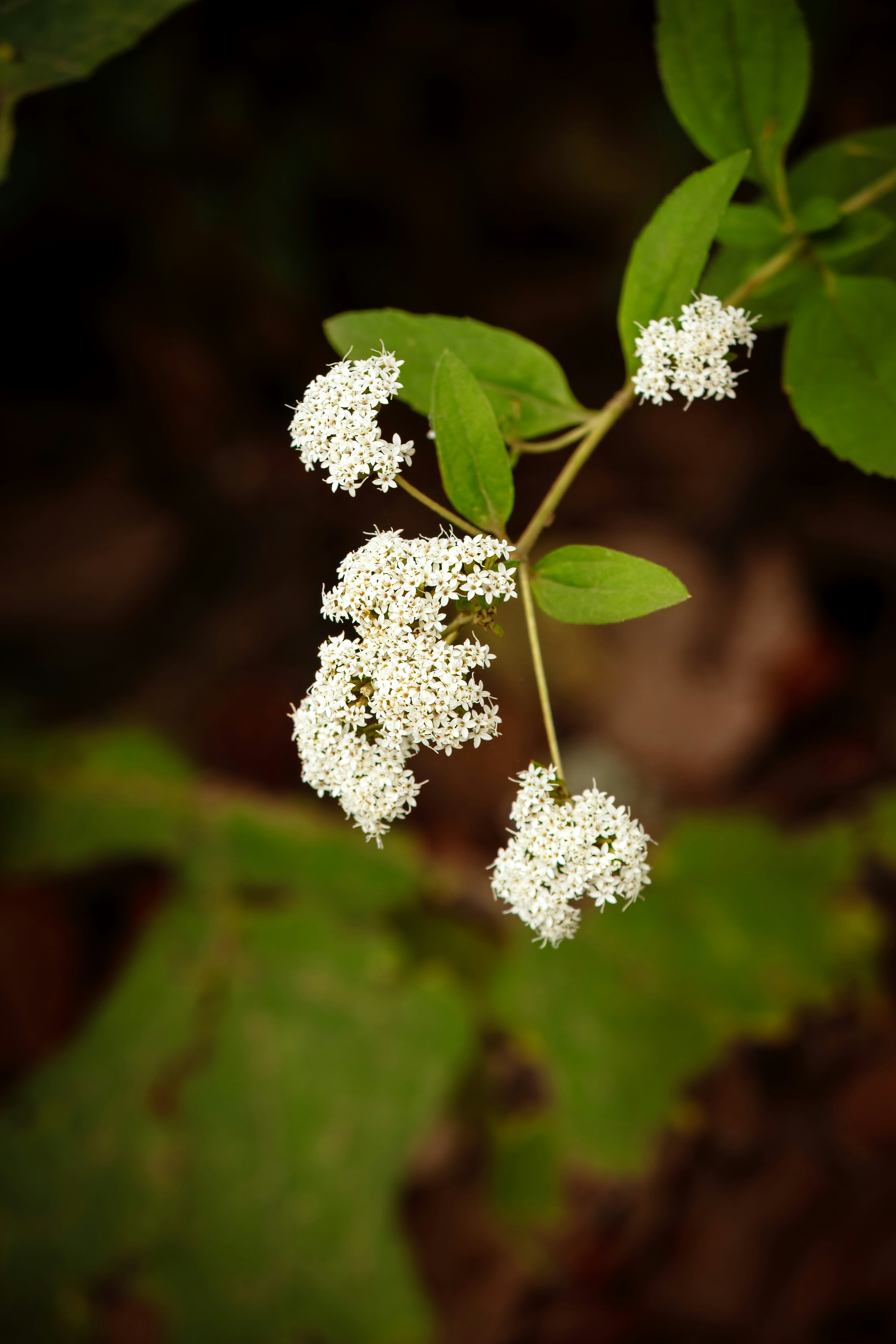 Snowy blossoms in soft focus: a delicate twig against a dark backdrop
