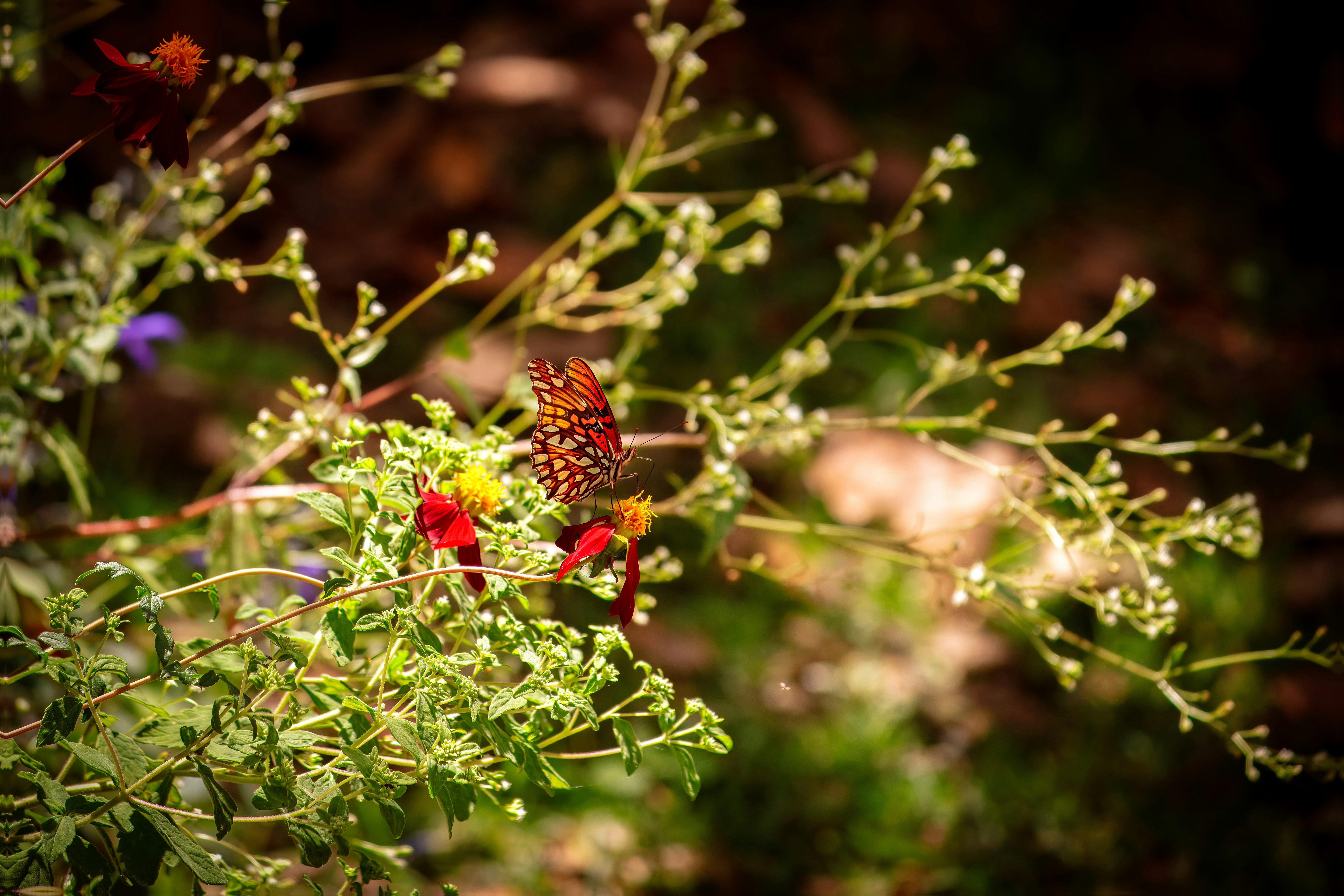 Crimson Wings on Sunlit Thicket