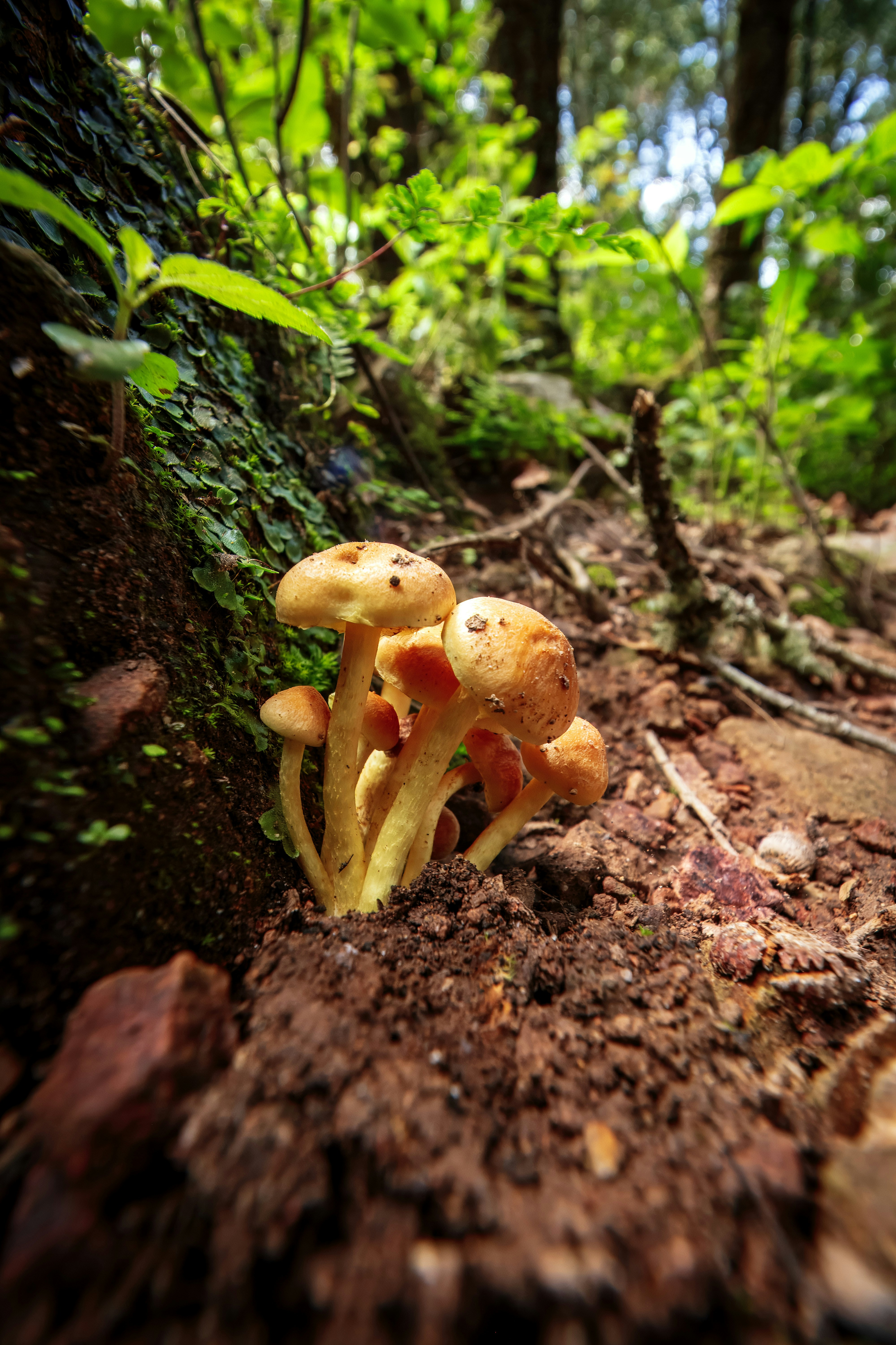 Cluster of golden mushrooms at the base of a mossy trunk