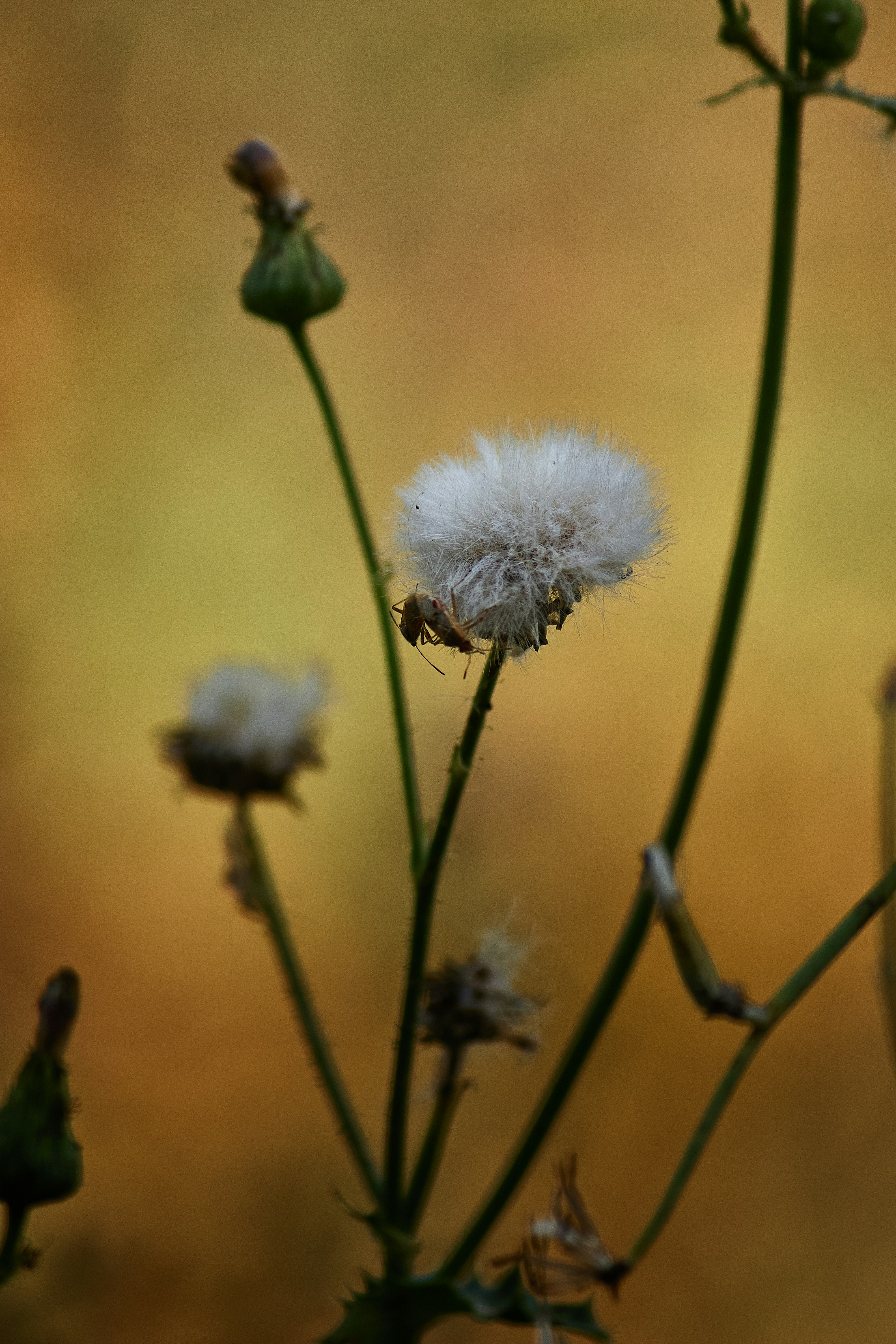 Whispering Downy Seed: A Bee’s Pause on a Fuzzy Bloom