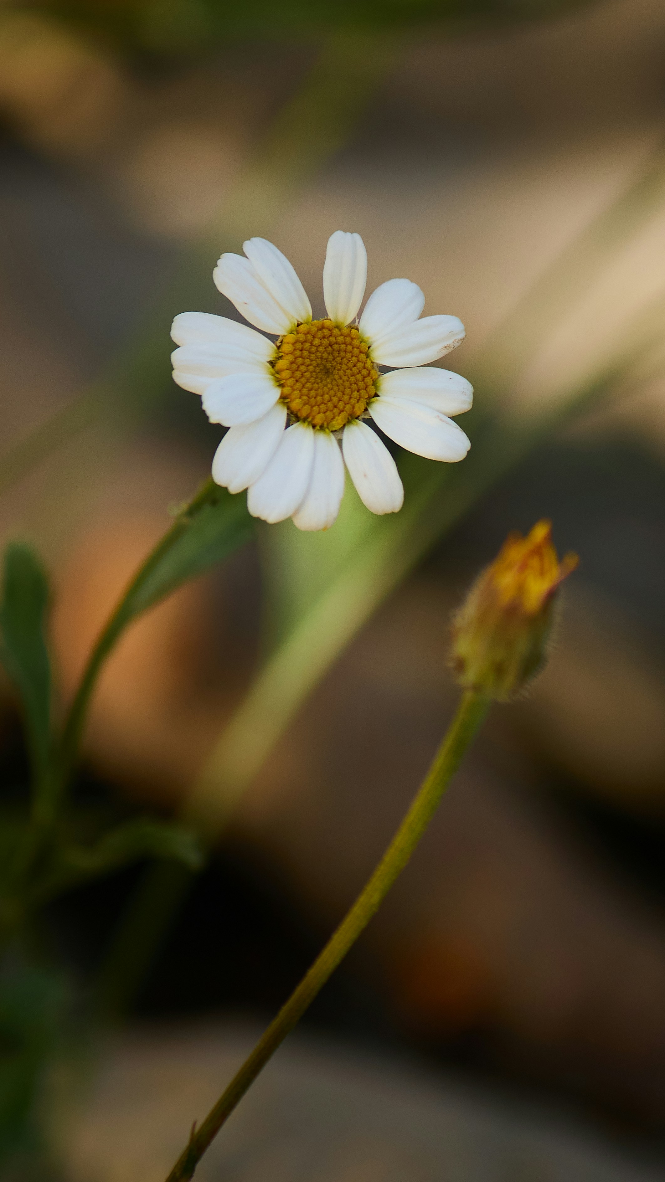 Single Daisy in Soft Focus: Centered Bloom with Buds