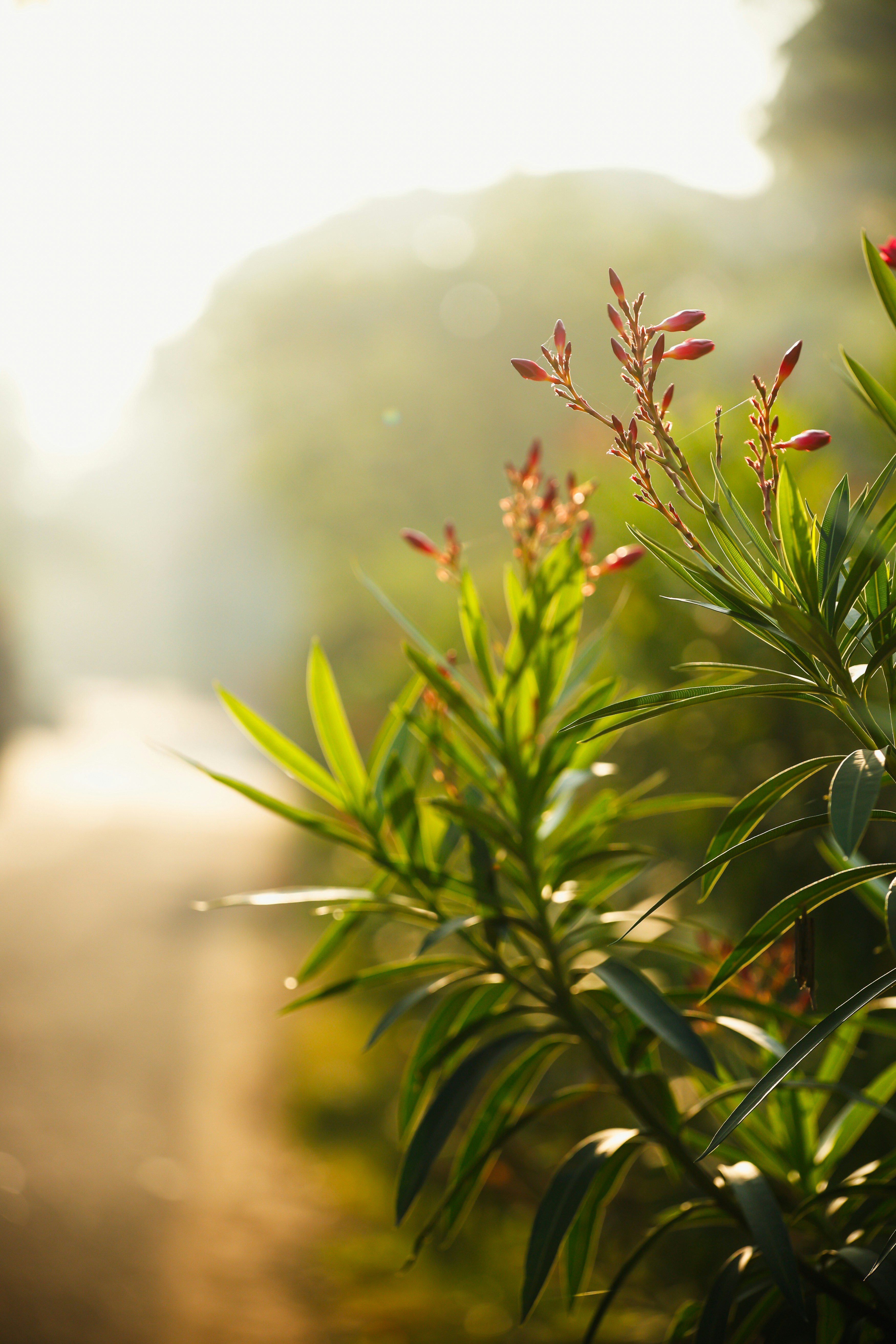 Sunlit shrub in a softly blurred morning garden